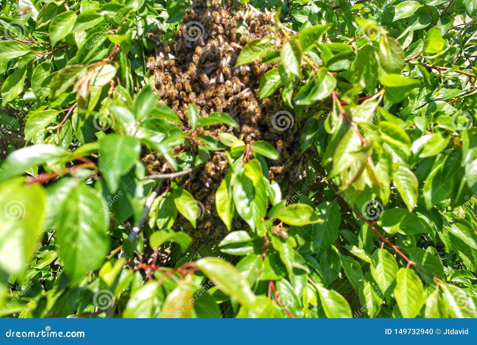 Honey Bee in Bee Colony stock photo. Image of colony - 149732940