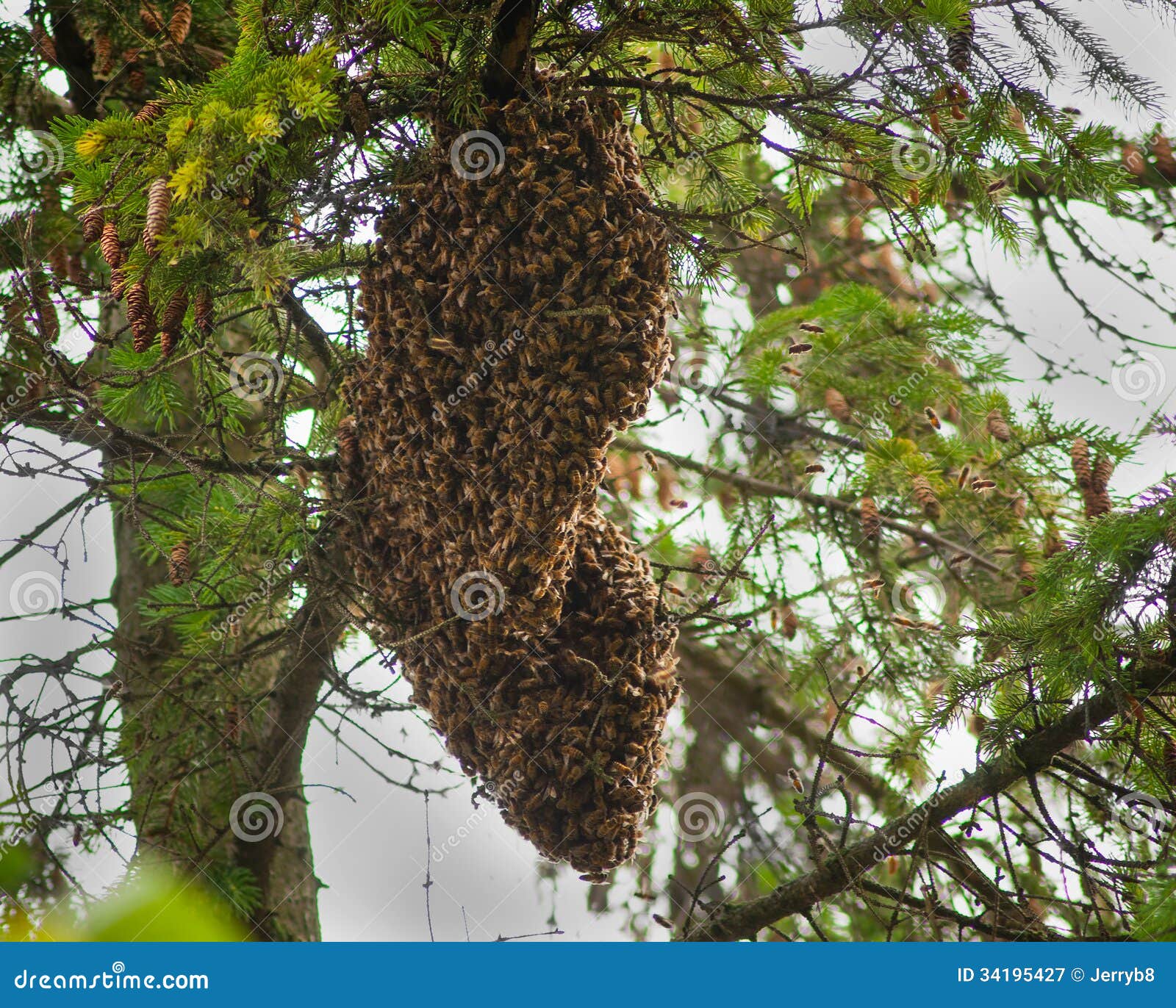 Honey Bee Colony stock image. Image of jackets, home - 34195427