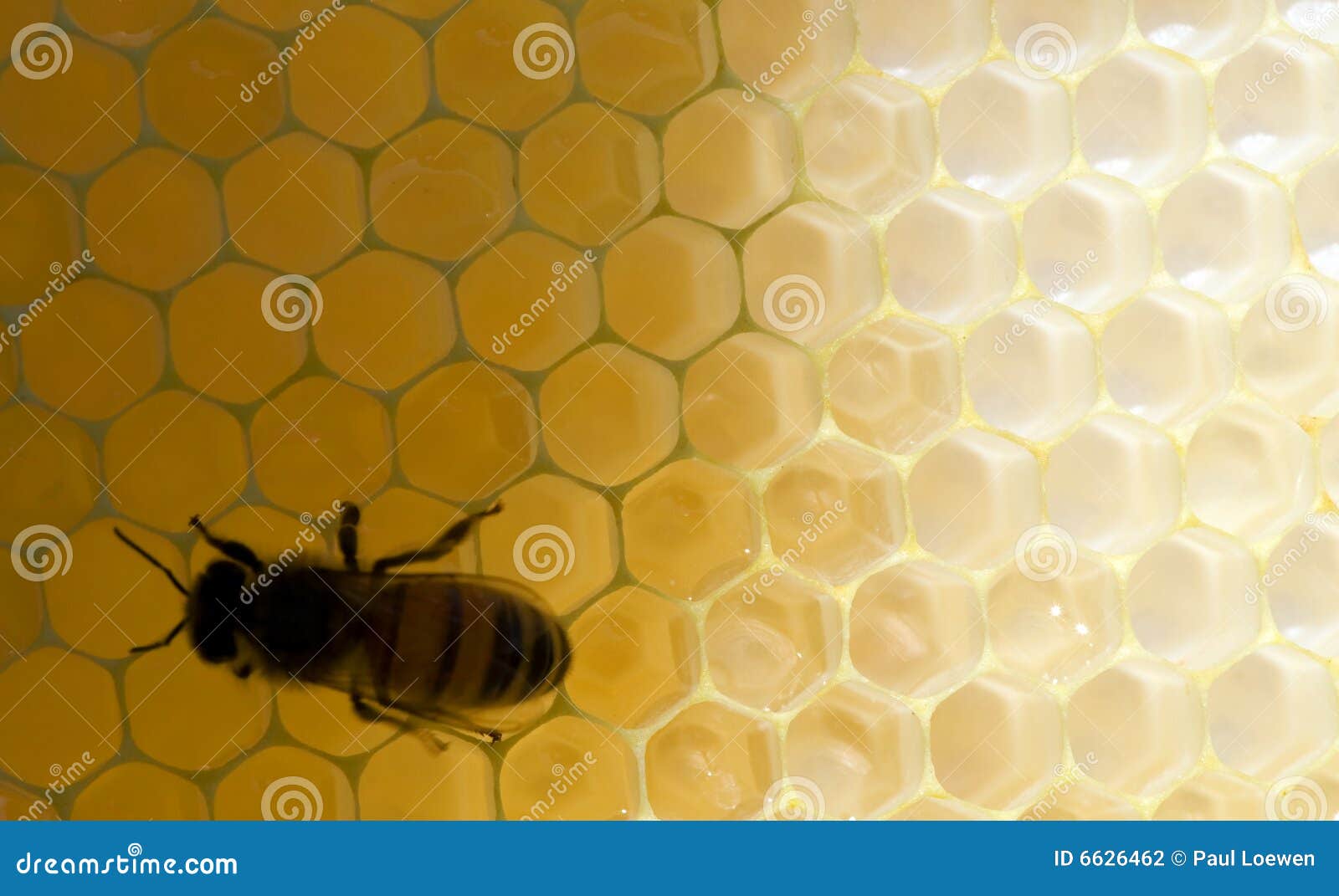 Honey bee on comb stock photo. Image of details, honey - 6626462