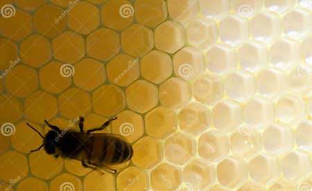 Honey bee on comb stock photo. Image of details, honey - 6626462