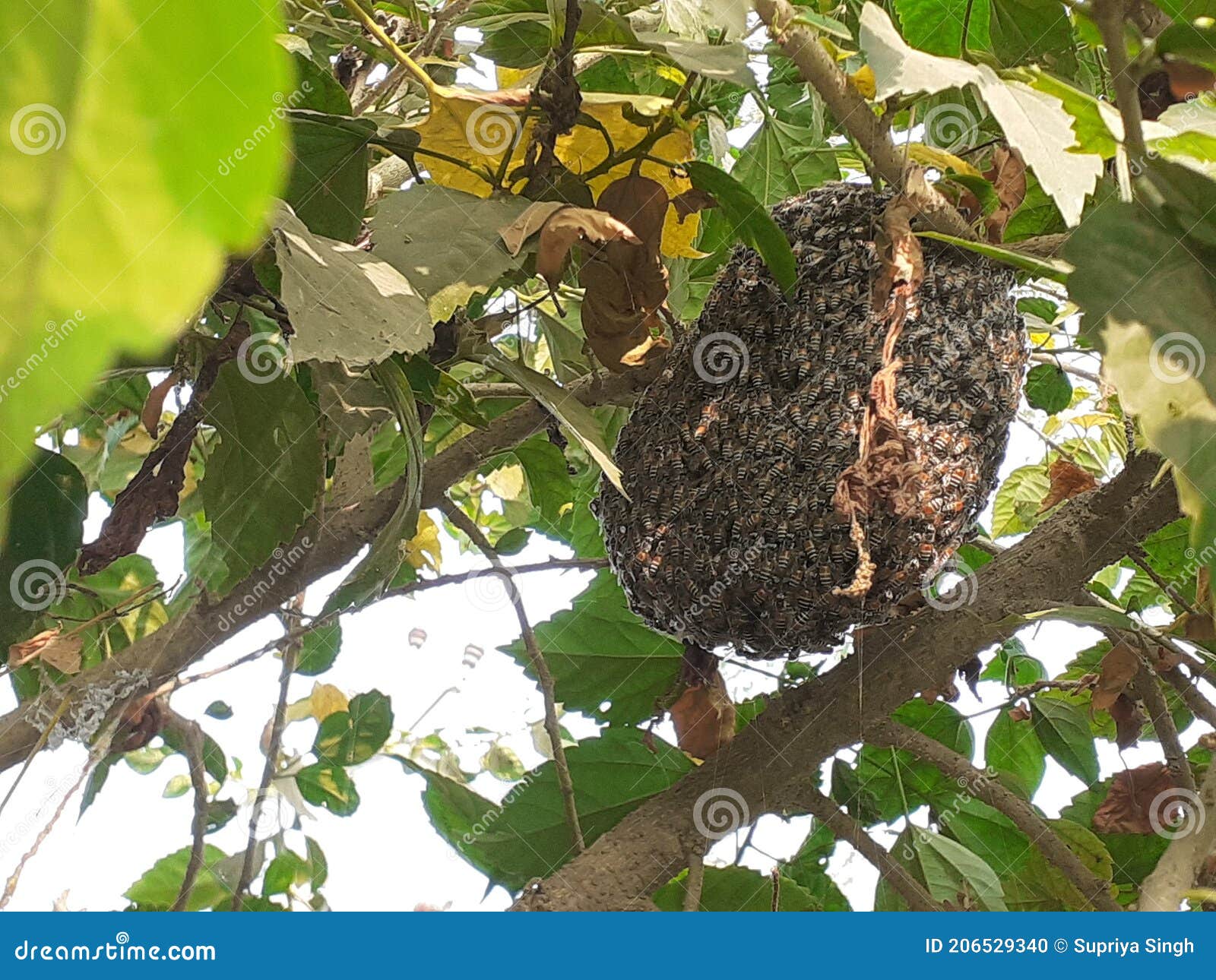 Honey Bee Comb on Hibiscus Tree Stock Photo - Image of animal ...