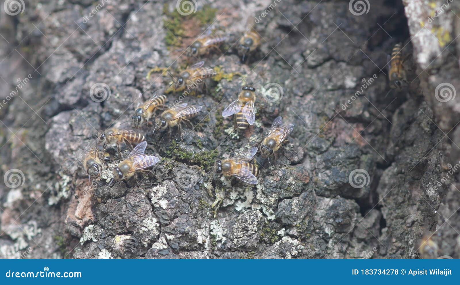 Honey Bee Dancing Behavior on Front Beehive. Stock Footage - Video of ...