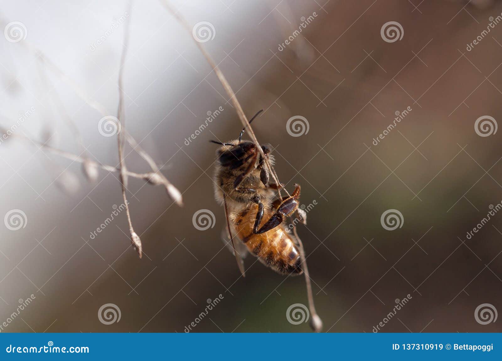 Honey Bee Dancing on a String of Dry Grass Stock Image - Image of ...