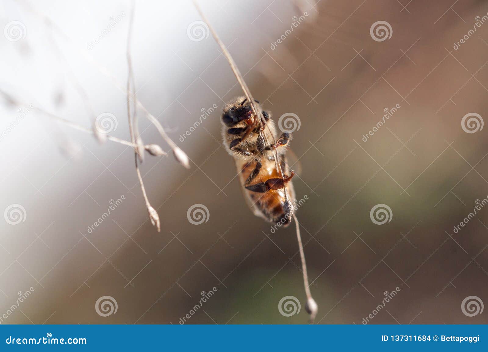 Honey Bee Dancing on a String of Dry Grass Stock Photo - Image of honey ...
