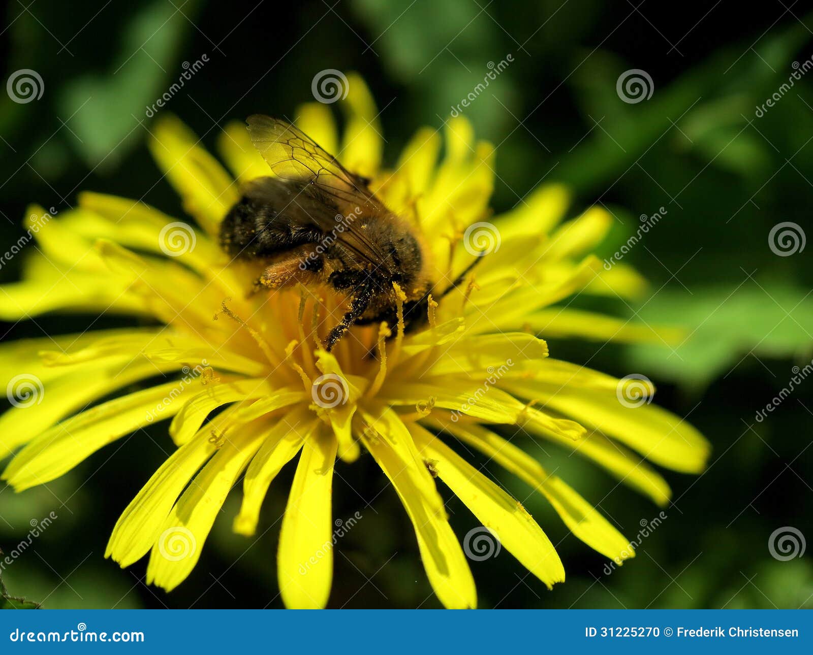 Honey bee on a dandelion stock photo. Image of pollen - 31225270