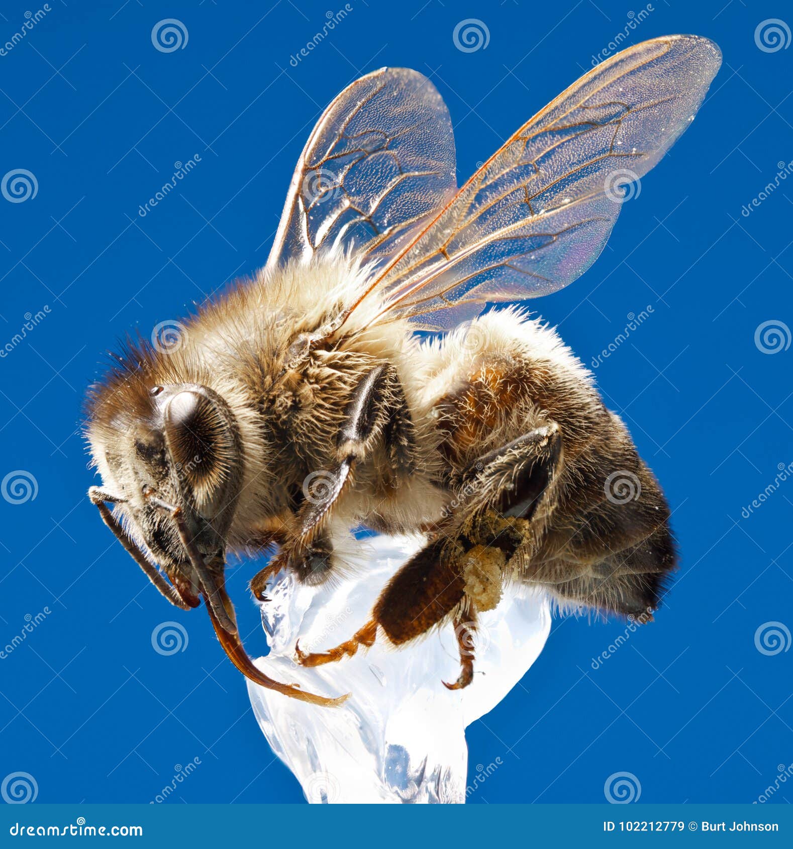 Honey Bee stock image. Image of close, pollination, fertilization ...