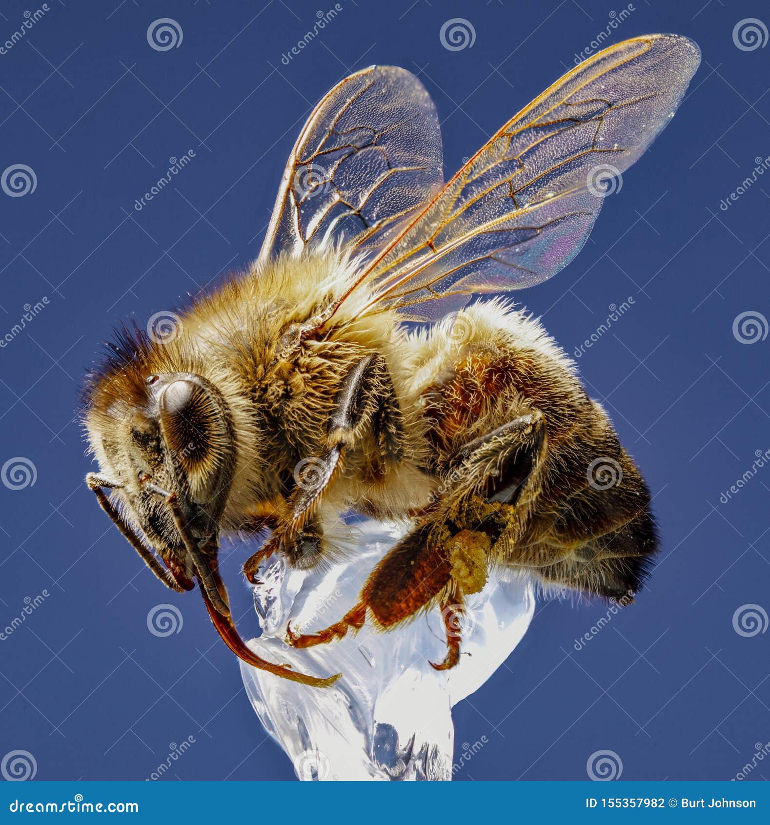Honey Bee Deep Focus stock photo. Image of nature, themes - 155357982