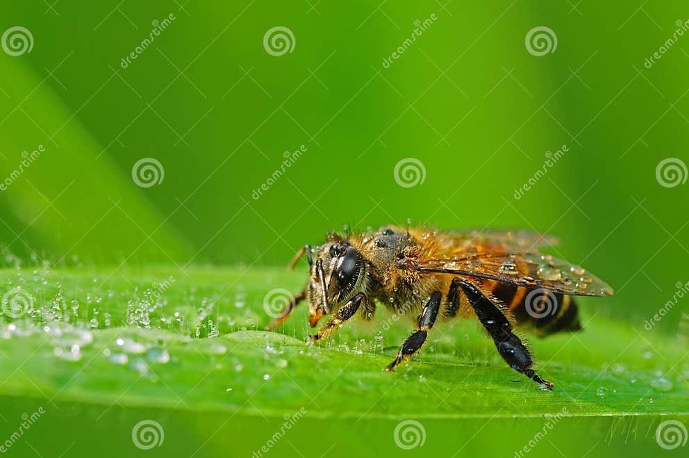 Honey Bee and Dew in the Park Stock Photo - Image of wilderness, parks ...