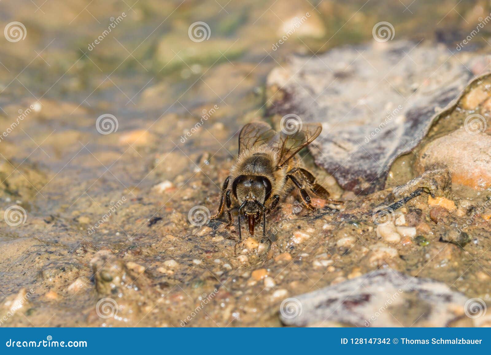 Honey Bee Drinking in a Mud Puddle, Germany Stock Photo - Image of ...