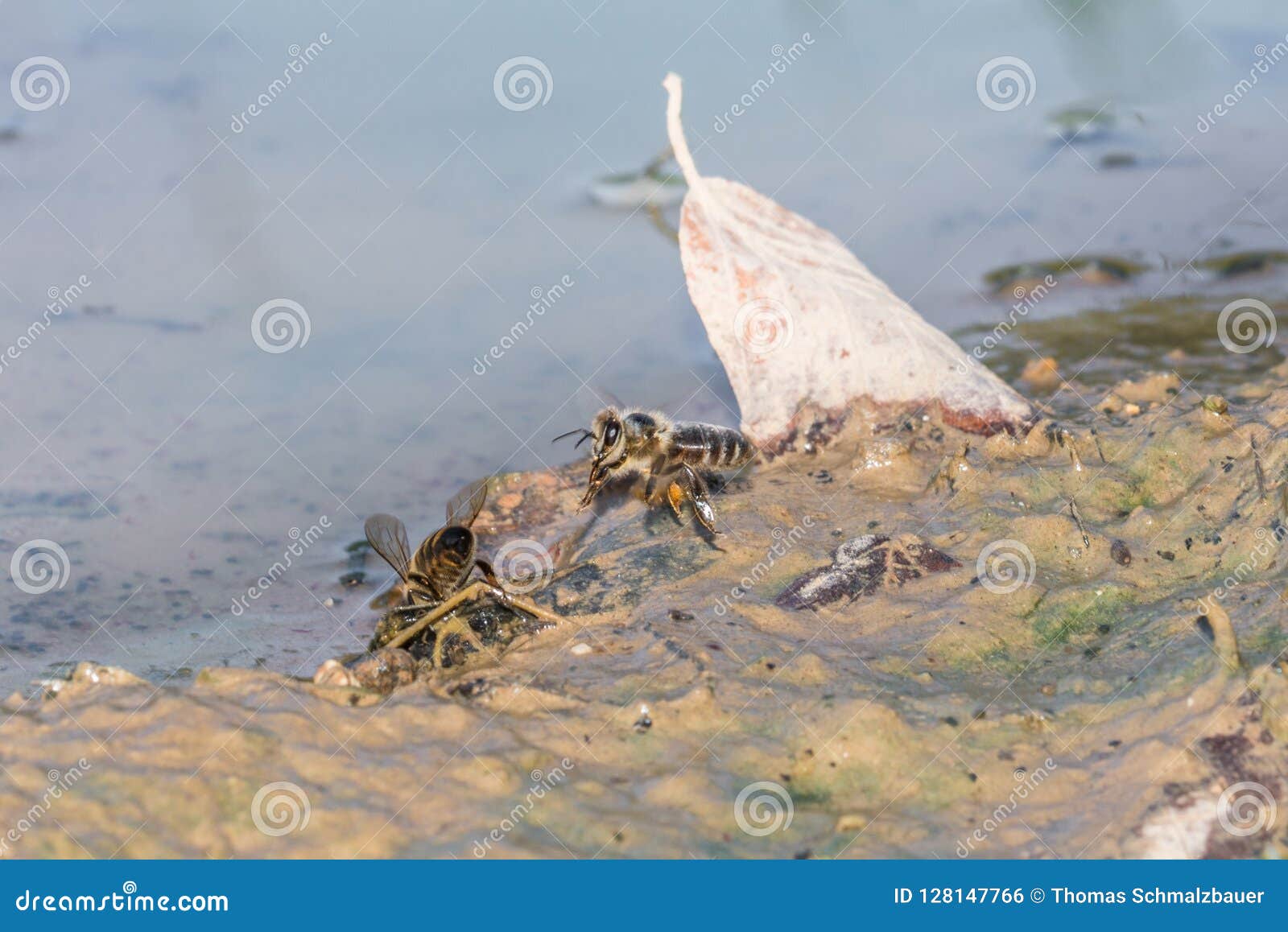Honey Bee Drinking in a Mud Puddle, Germany Stock Photo - Image of ...