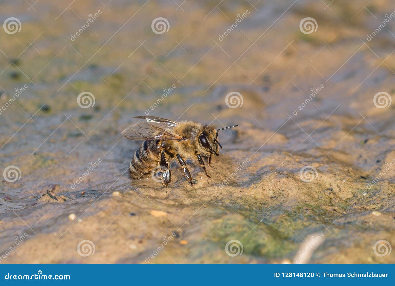 Honey Bee Drinking in a Mud Puddle, Germany Stock Photo - Image of ...