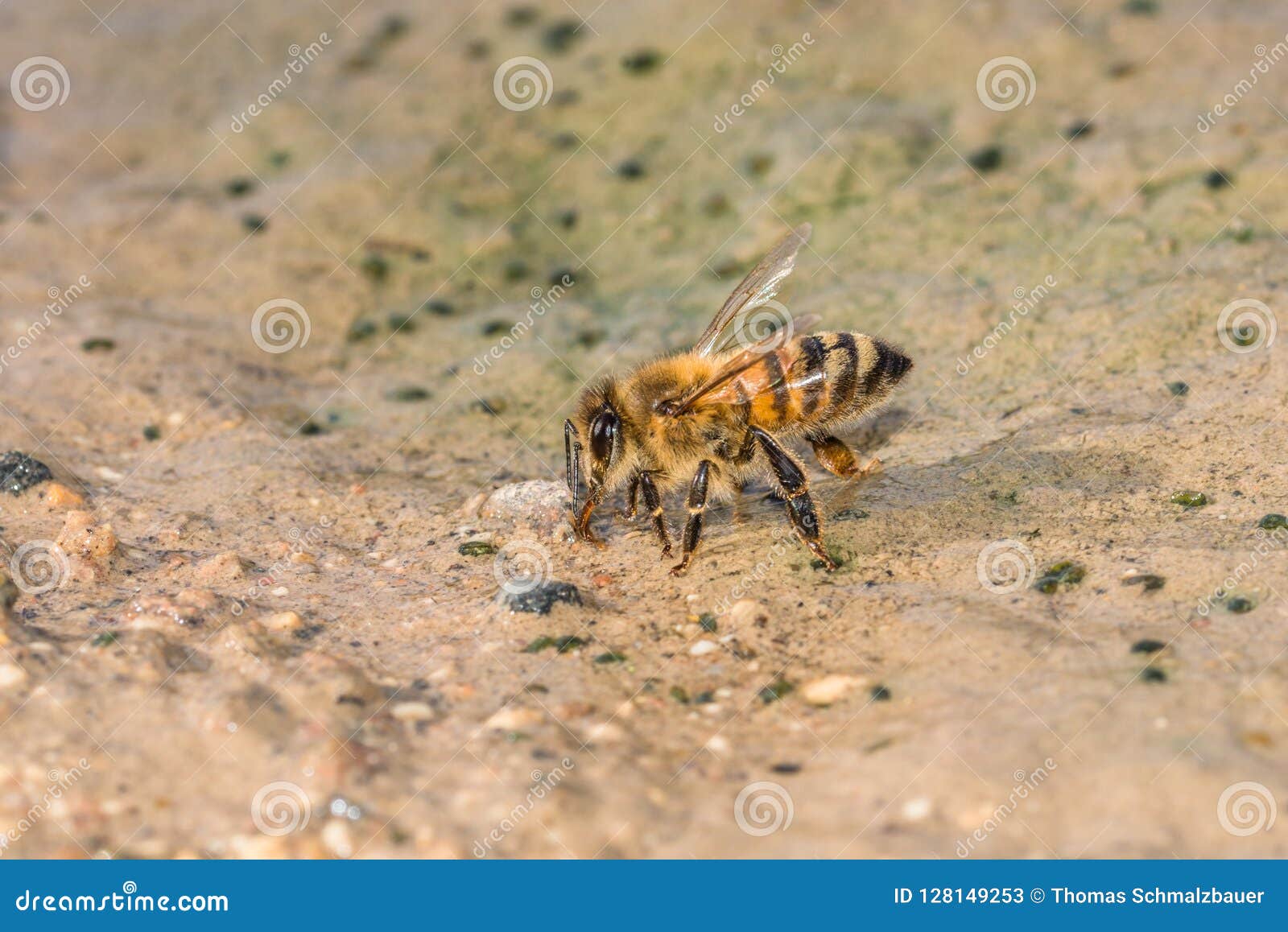 Honey Bee Drinking in a Mud Puddle, Germany Stock Image - Image of ...