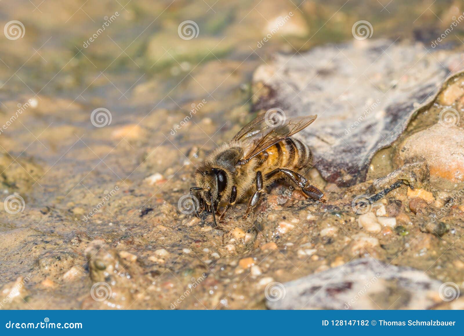 Honey Bee Drinking in a Mud Puddle, Germany Stock Photo - Image of ...
