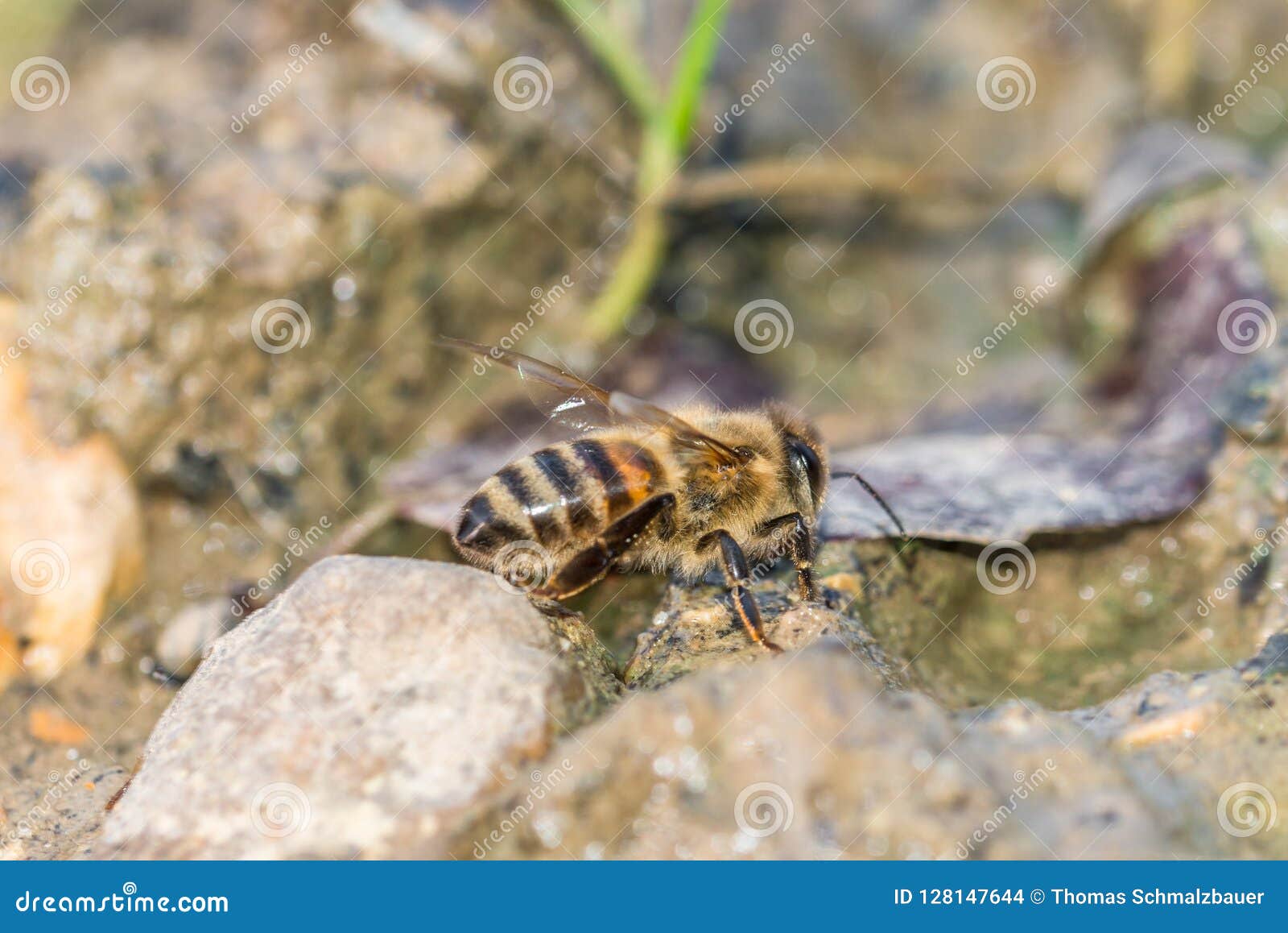 Honey Bee Drinking in a Mud Puddle, Germany Stock Photo - Image of ...