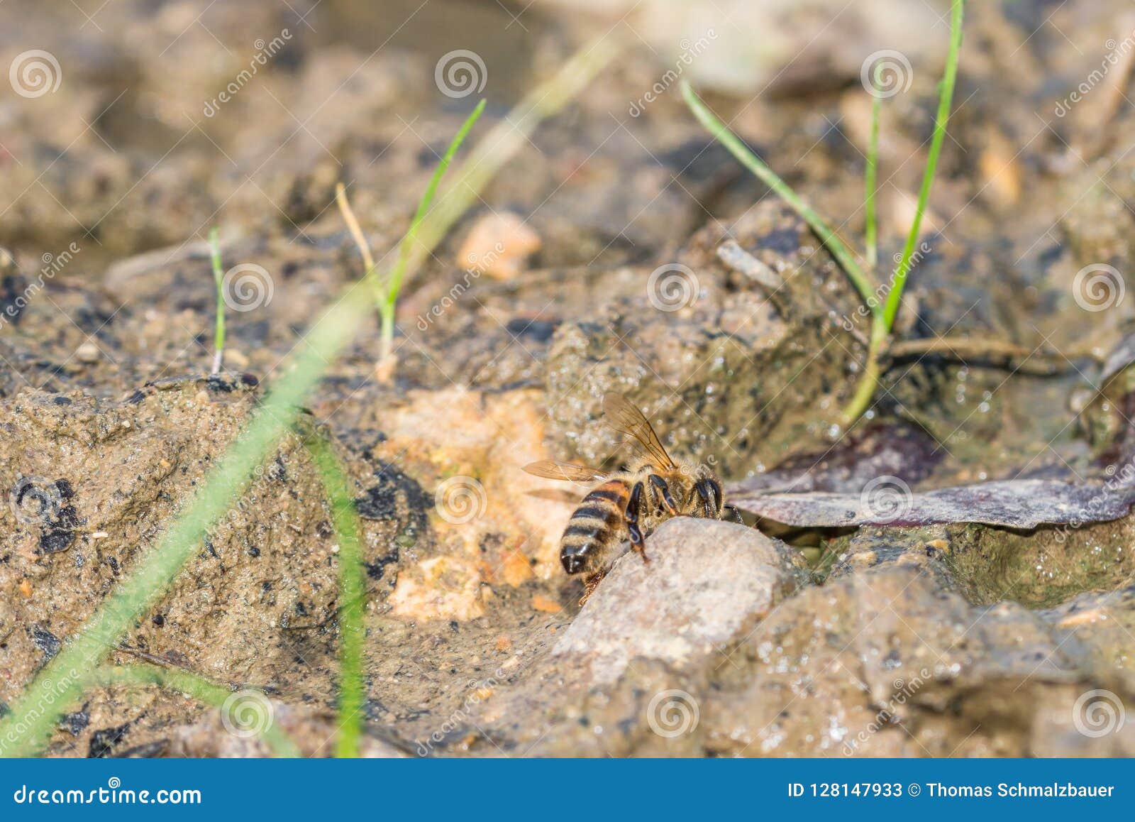 Honey Bee Drinking in a Mud Puddle, Germany Stock Image - Image of food ...