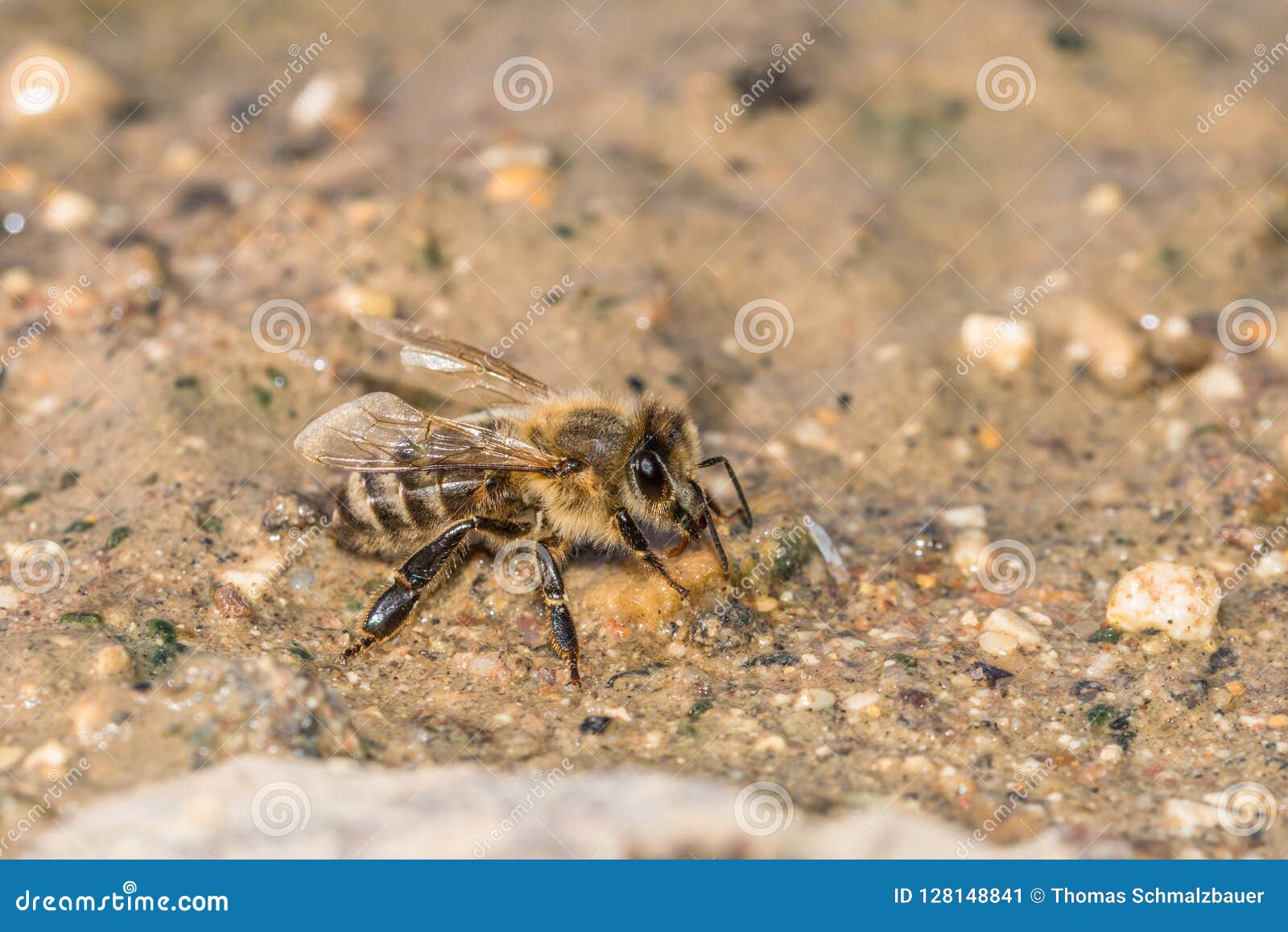 Honey Bee Drinking in a Mud Puddle, Germany Stock Image - Image of ...