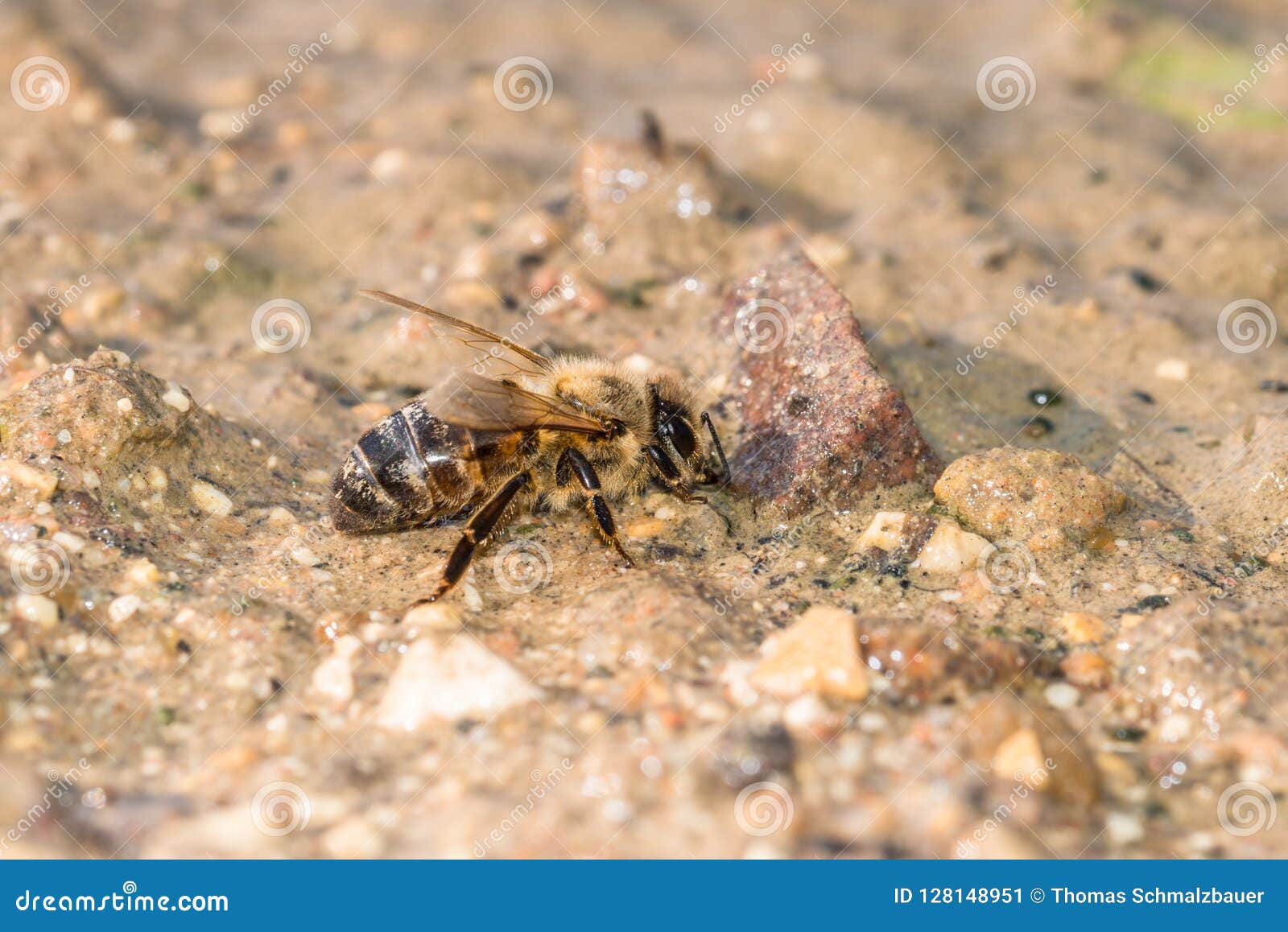 Honey Bee Drinking in a Mud Puddle, Germany Stock Image - Image of heat ...