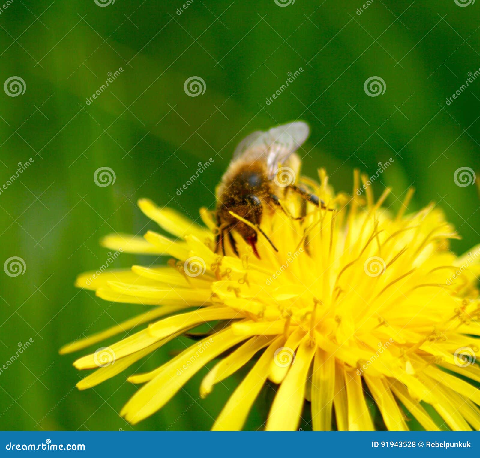 Honey Bee Drinking Nectar in Macro Stock Photo - Image of ollecting ...