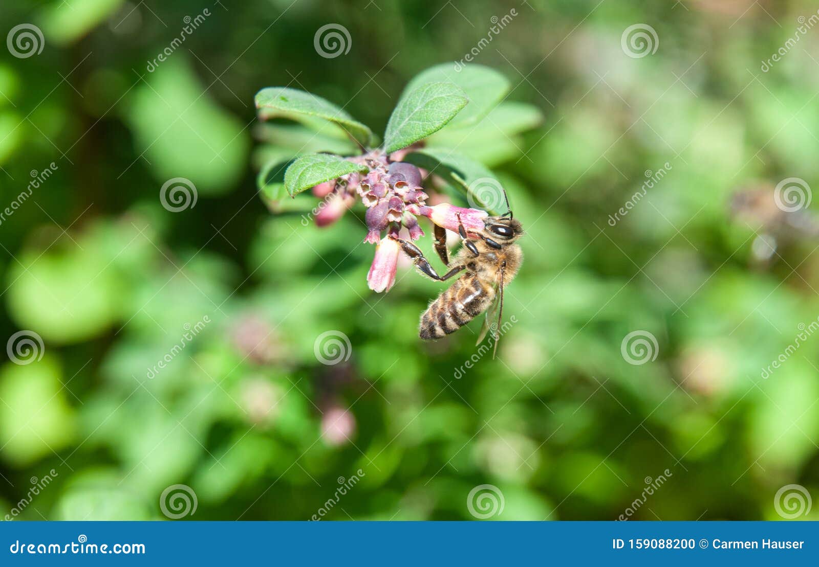 Honey Bee Drinking Nectar of Pink Blossom Stock Photo - Image of bush ...