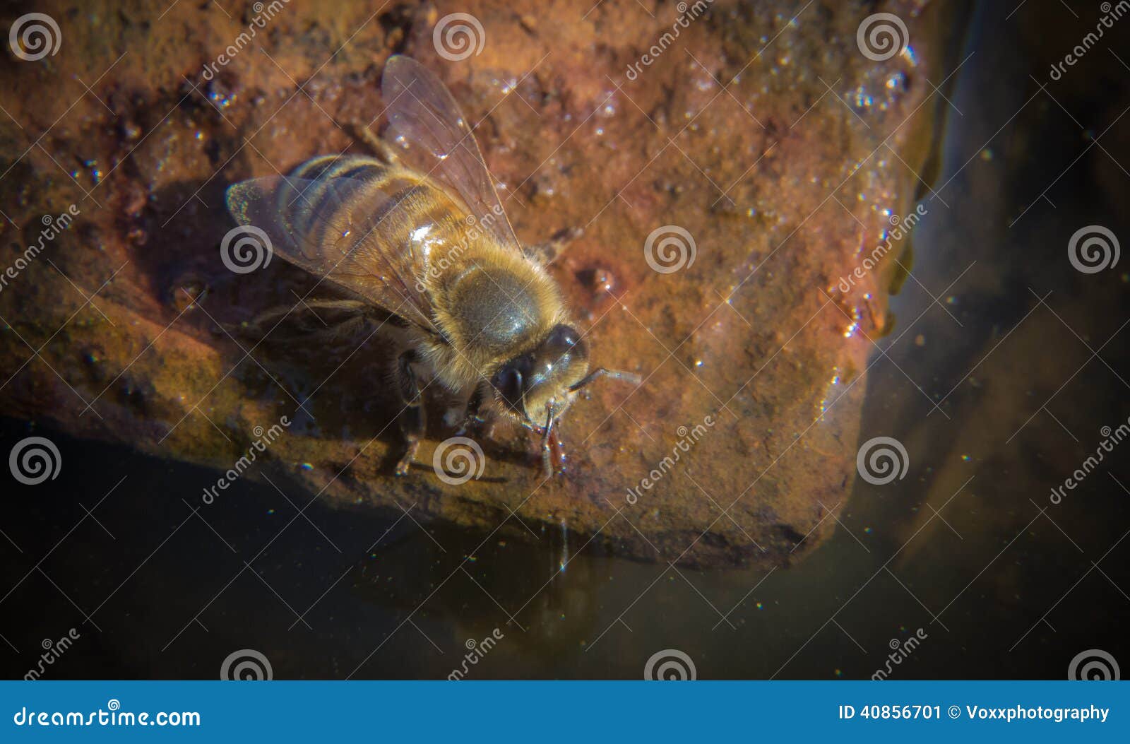 Honey Bee drinking stock image. Image of insects, europe - 40856701