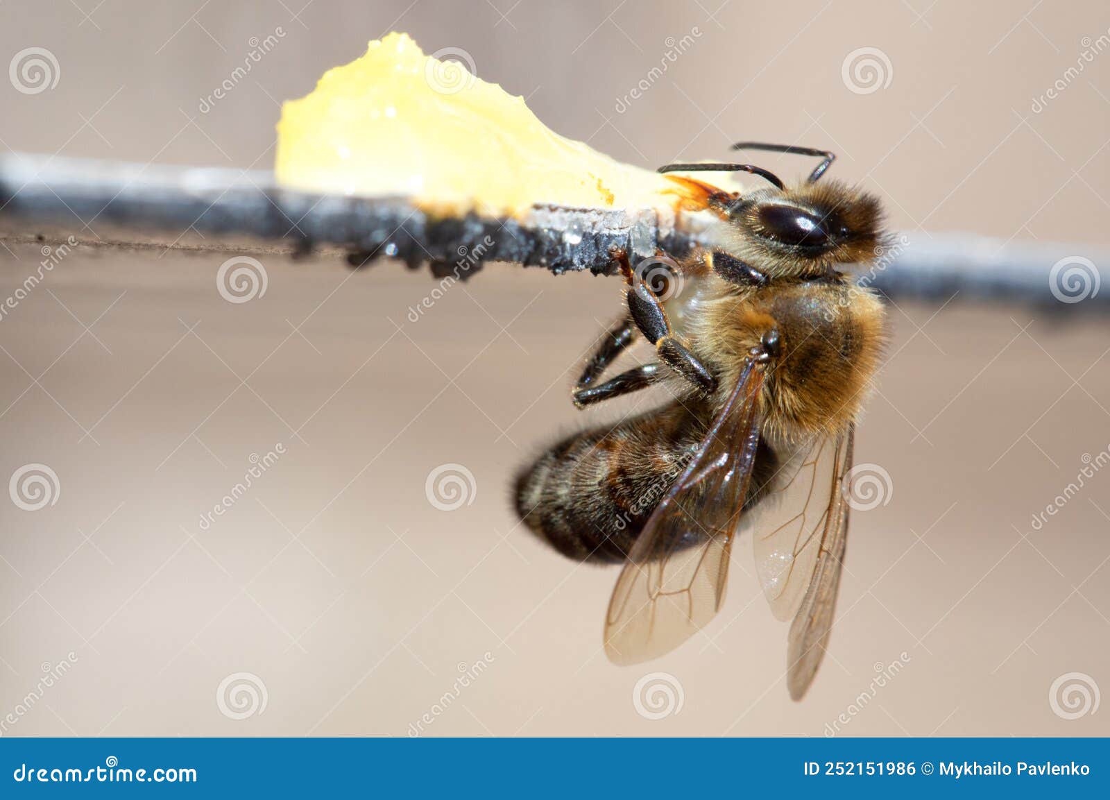 A Honey Bee Eats Honey. Close-up, Macro Stock Photo - Image of golden ...