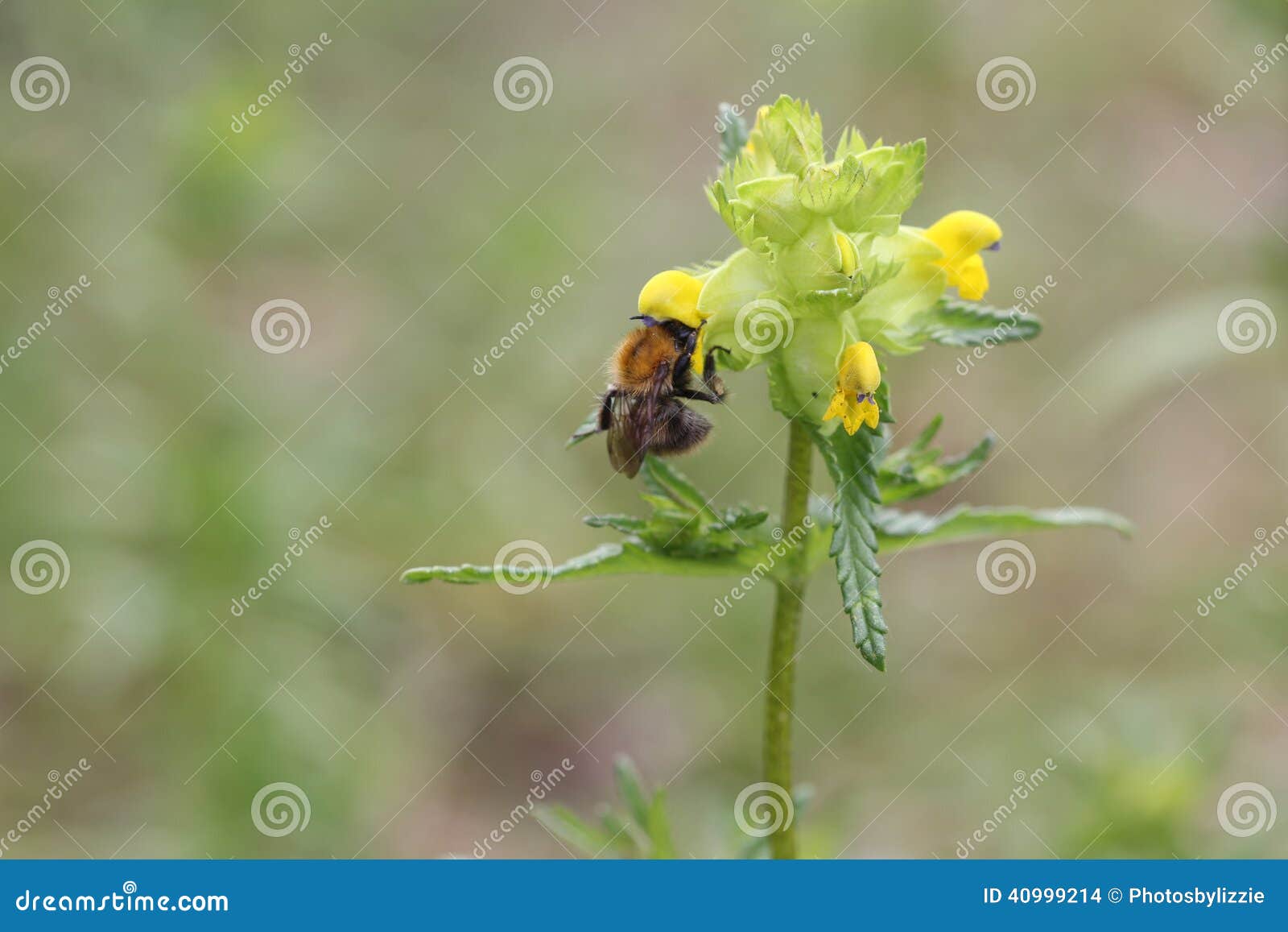 Honey Bee Eats Lunch stock photo. Image of tiny, sting - 40999214