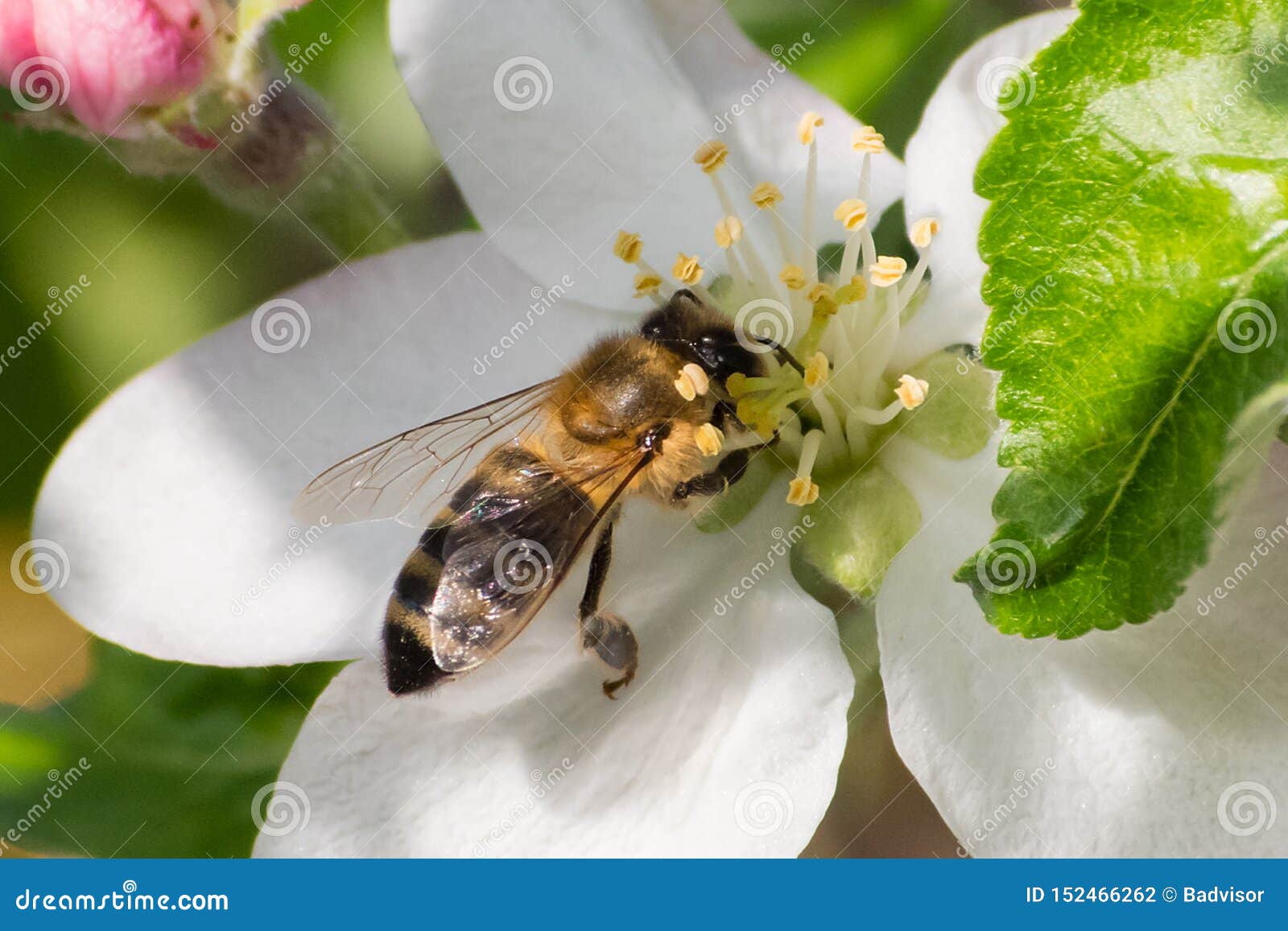 Honey Bee, Extracting Nectar from Fruit Tree Flower Stock Photo - Image ...