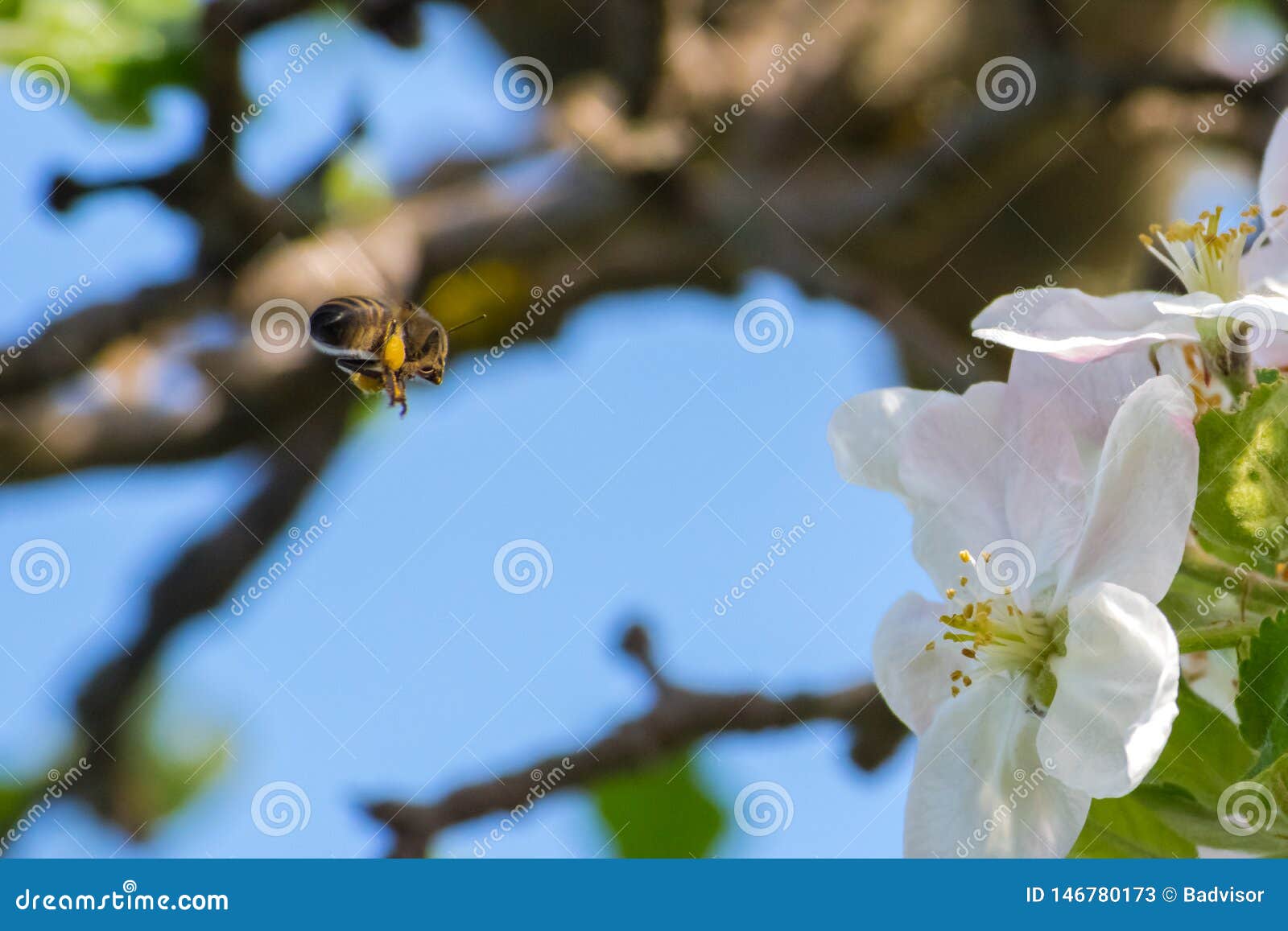 Honey Bee, Extracting Nectar from Fruit Tree Flower Stock Image - Image ...