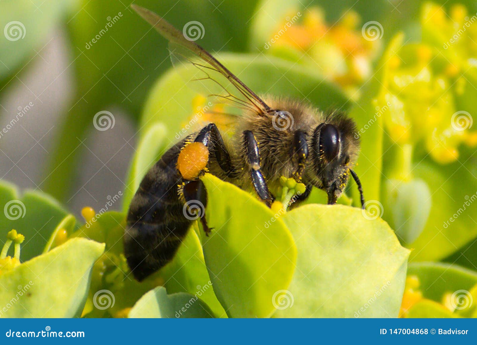 Honey Bee, Pollination Process Stock Photo - Image of death, bloom ...