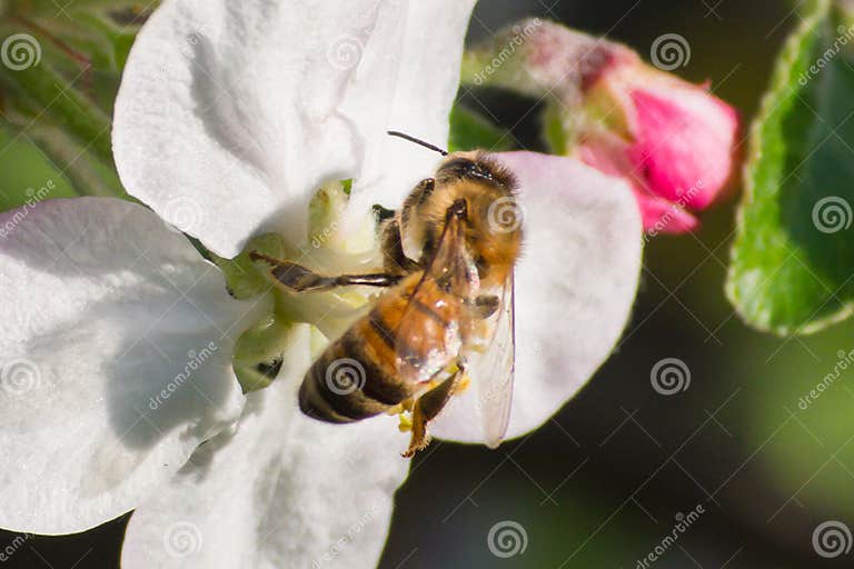 Honey Bee, Pollination Process Stock Image - Image of busy, green ...