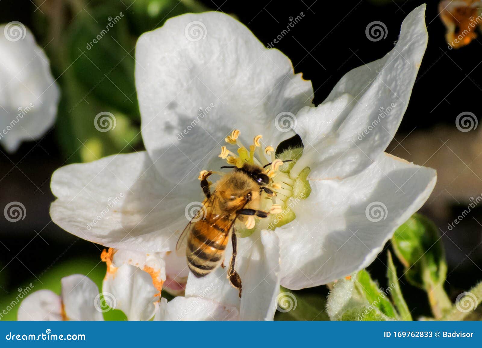 Honey Bee, Pollination Process Stock Image - Image of closeup, outdoor ...