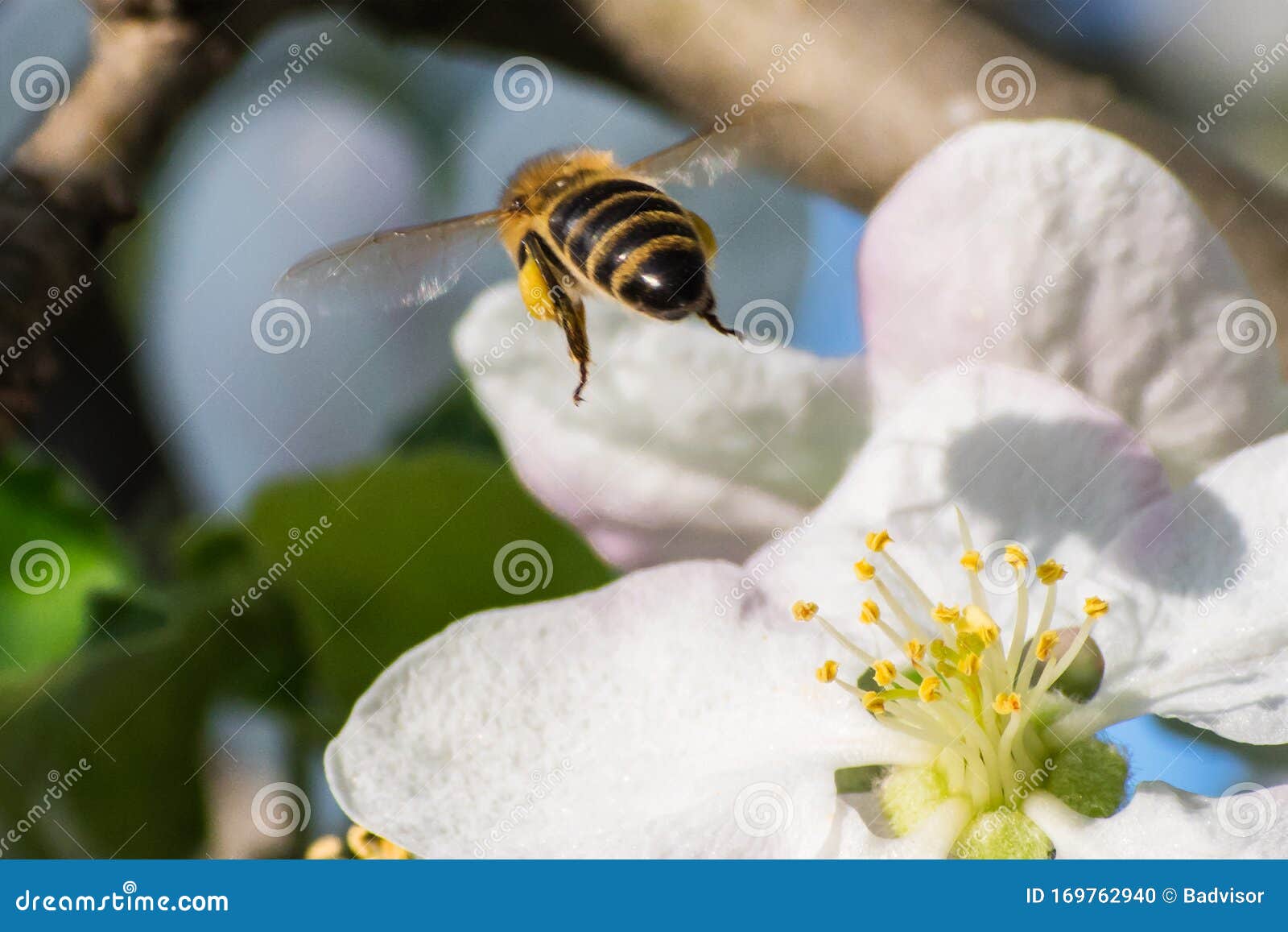 Honey Bee, Pollination Process Stock Photo - Image of pollinate, busy ...