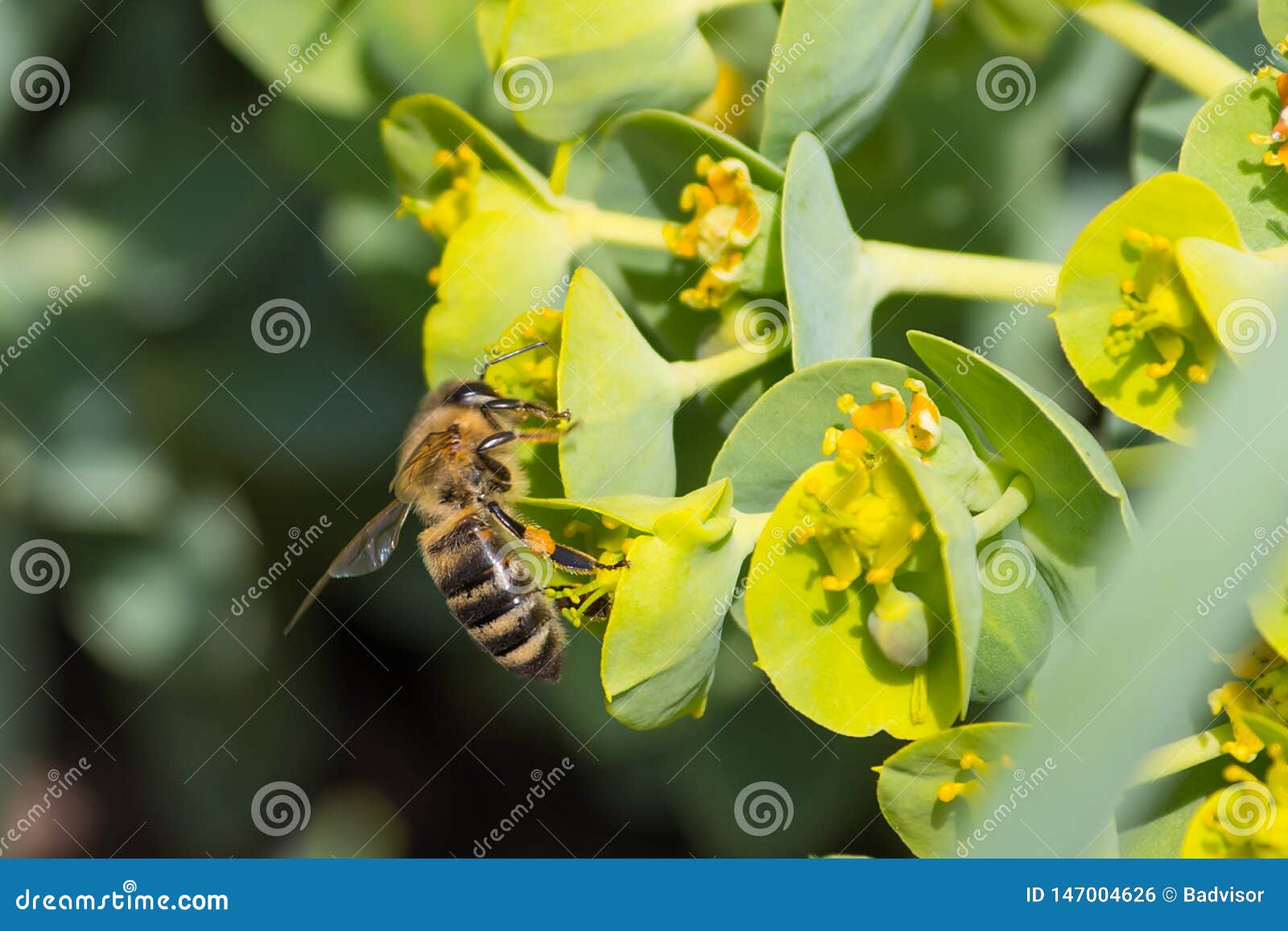 Honey Bee, Pollination Process Stock Photo - Image of macro, farm ...