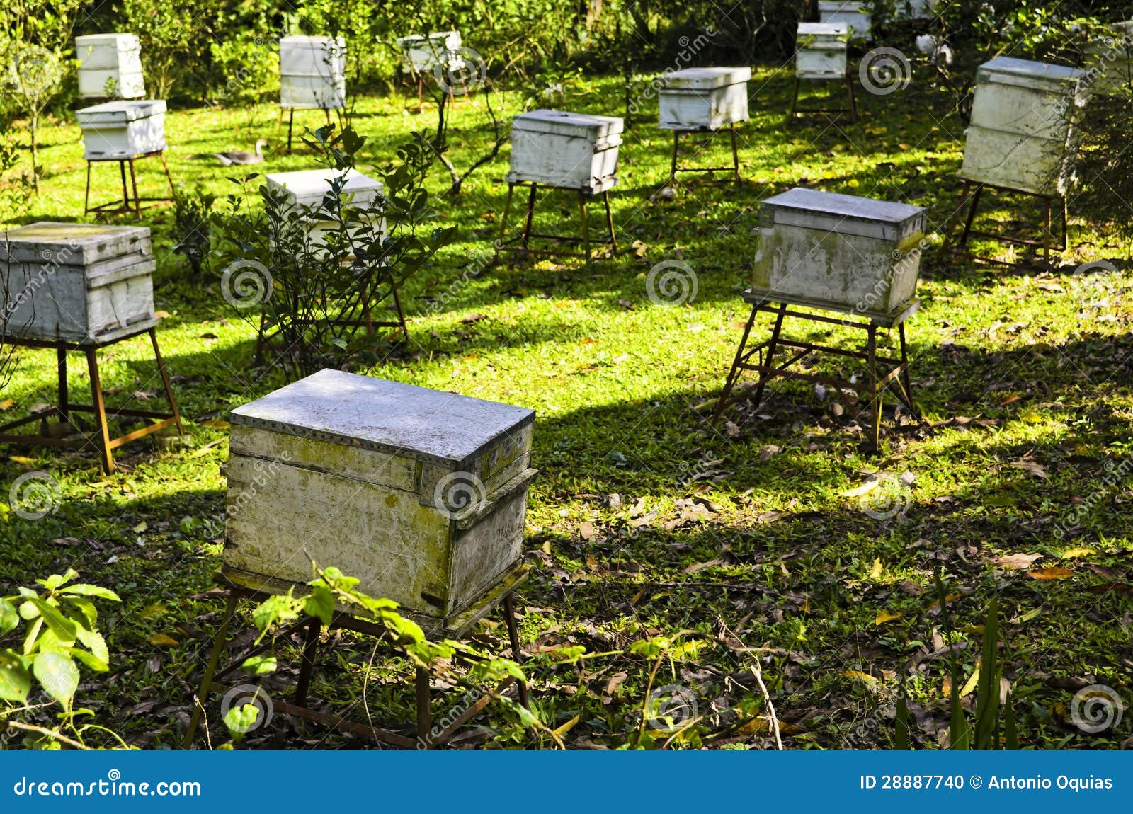 Honey Bee Farm Boxes stock photo. Image of beehive, honey - 28887740