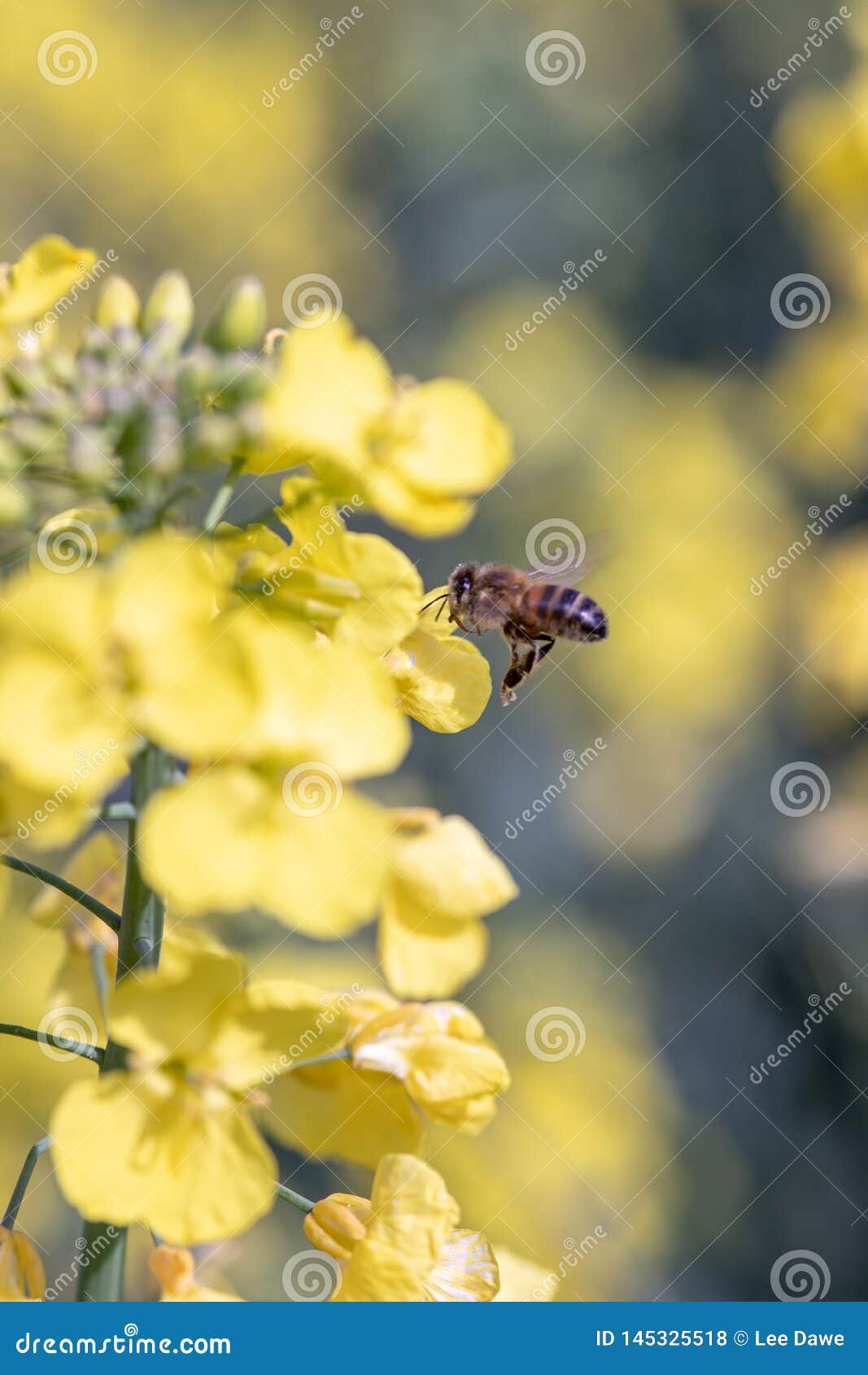 Honey Bee in Flight Around Rapeseed Stock Photo - Image of rapeseed ...