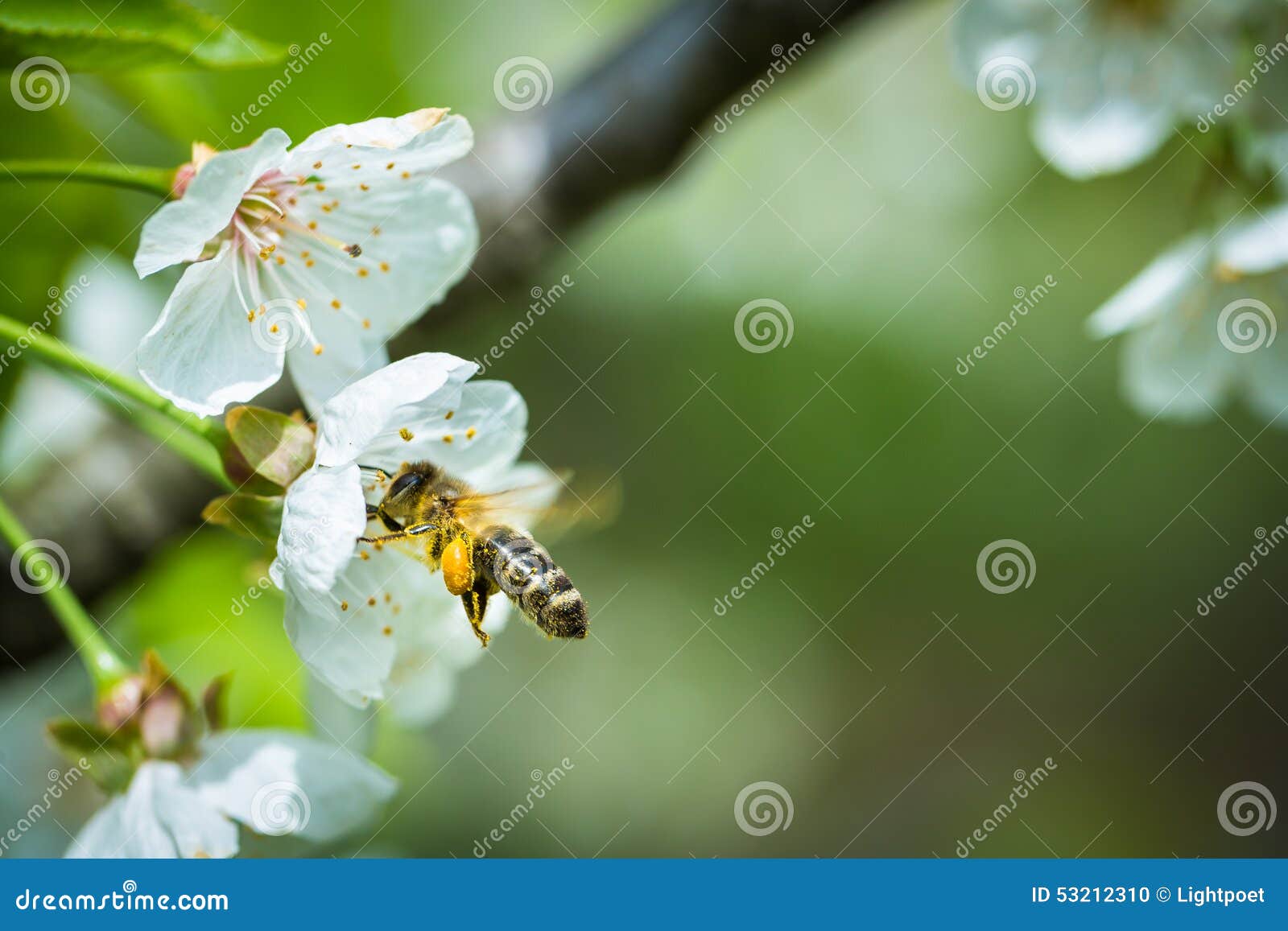 Honey bee in flight stock photo. Image of joint, close - 53212310