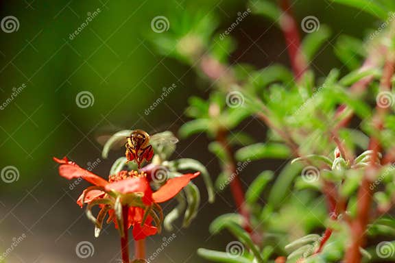 A honey bee in flight stock photo. Image of pollen, collecting - 134099064 A honey bee in flight stock photo. Image of pollen, collecting - 134099064