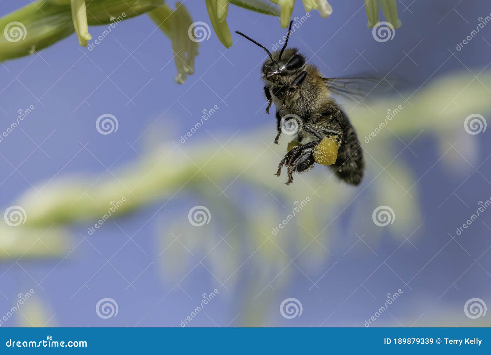 Honey bee in flight stock image. Image of closeup, close - 189879339