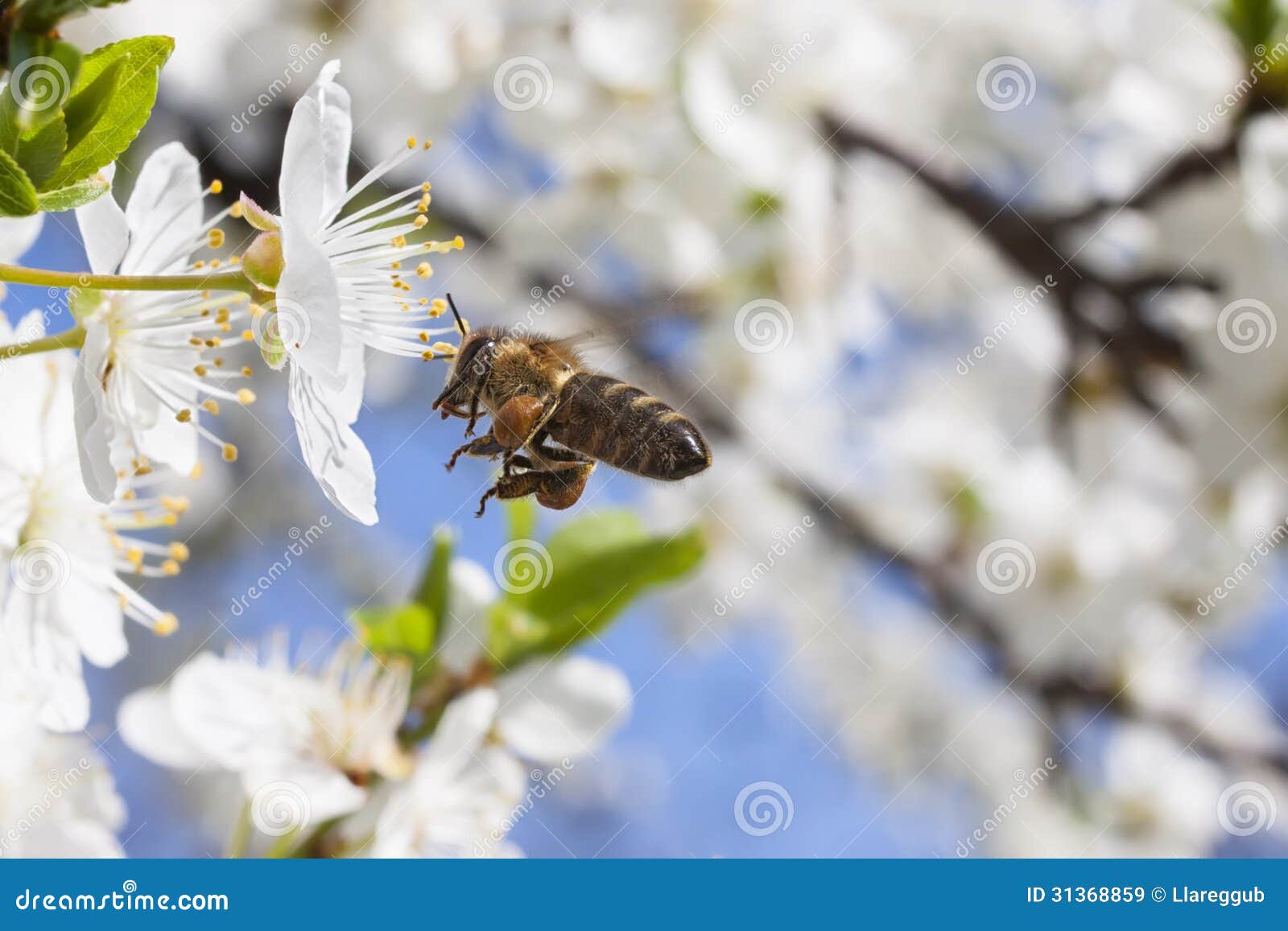 Honey bee in flight stock image. Image of honey, blossom - 31368859