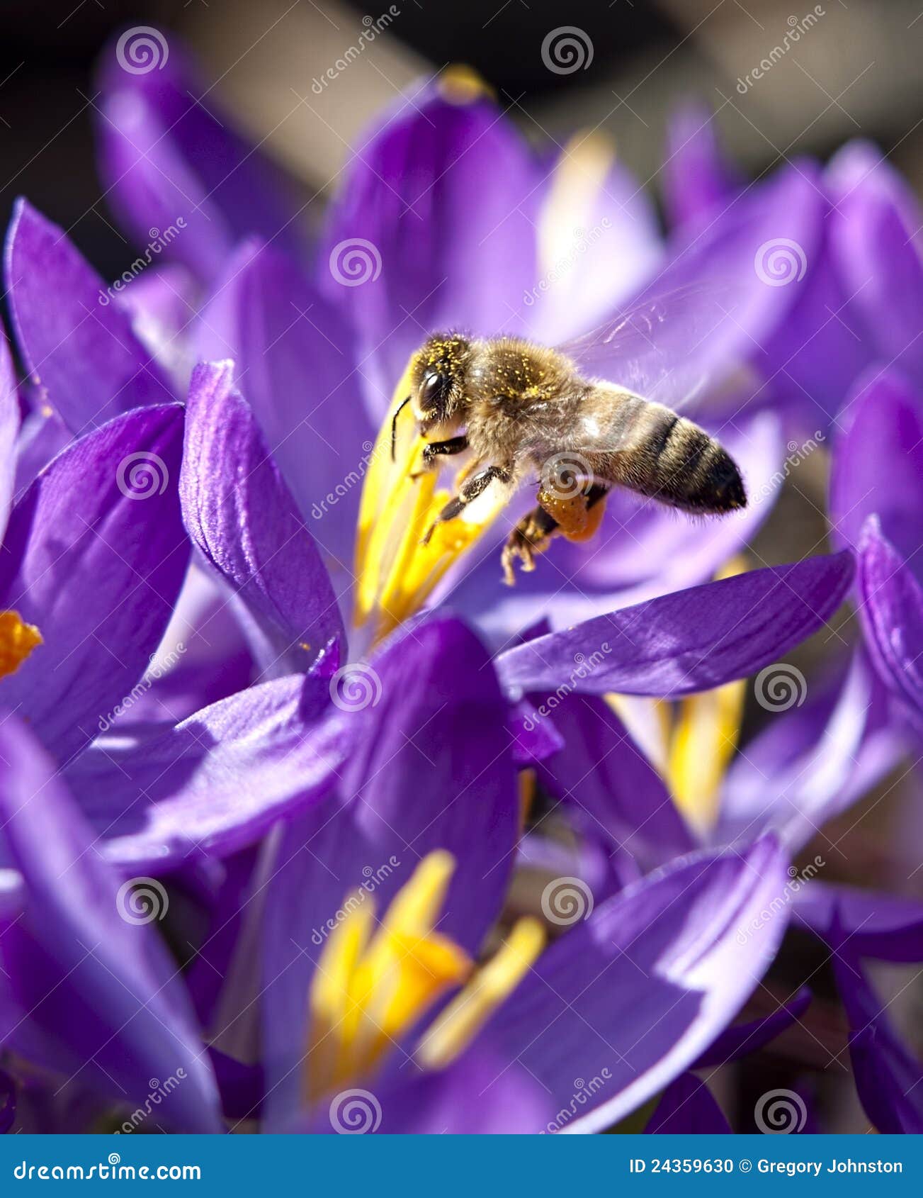 Honey bee on a flower. stock photo. Image of pollen, wings - 24359630