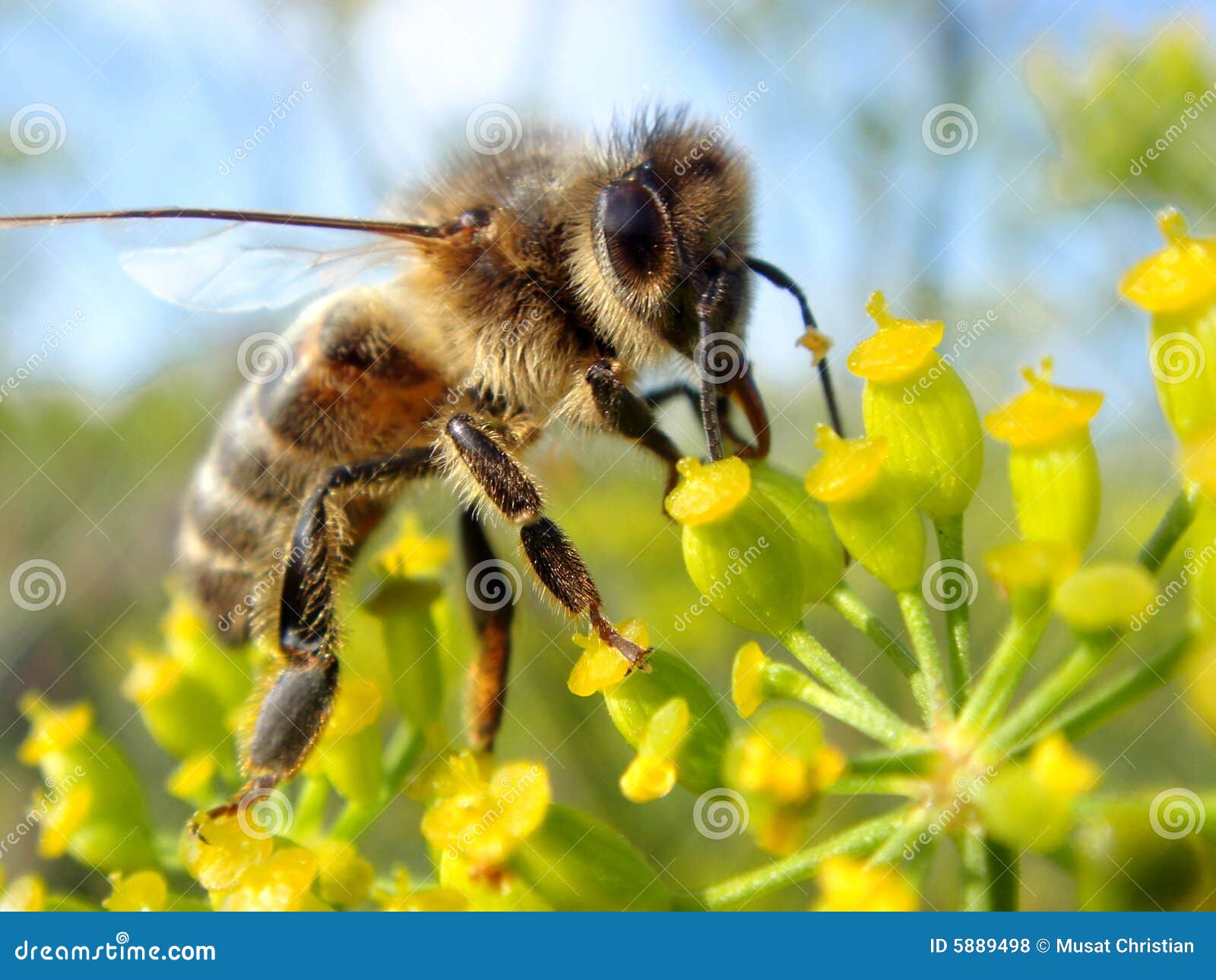 Honey bee on flower stock photo. Image of insect, head - 5889498