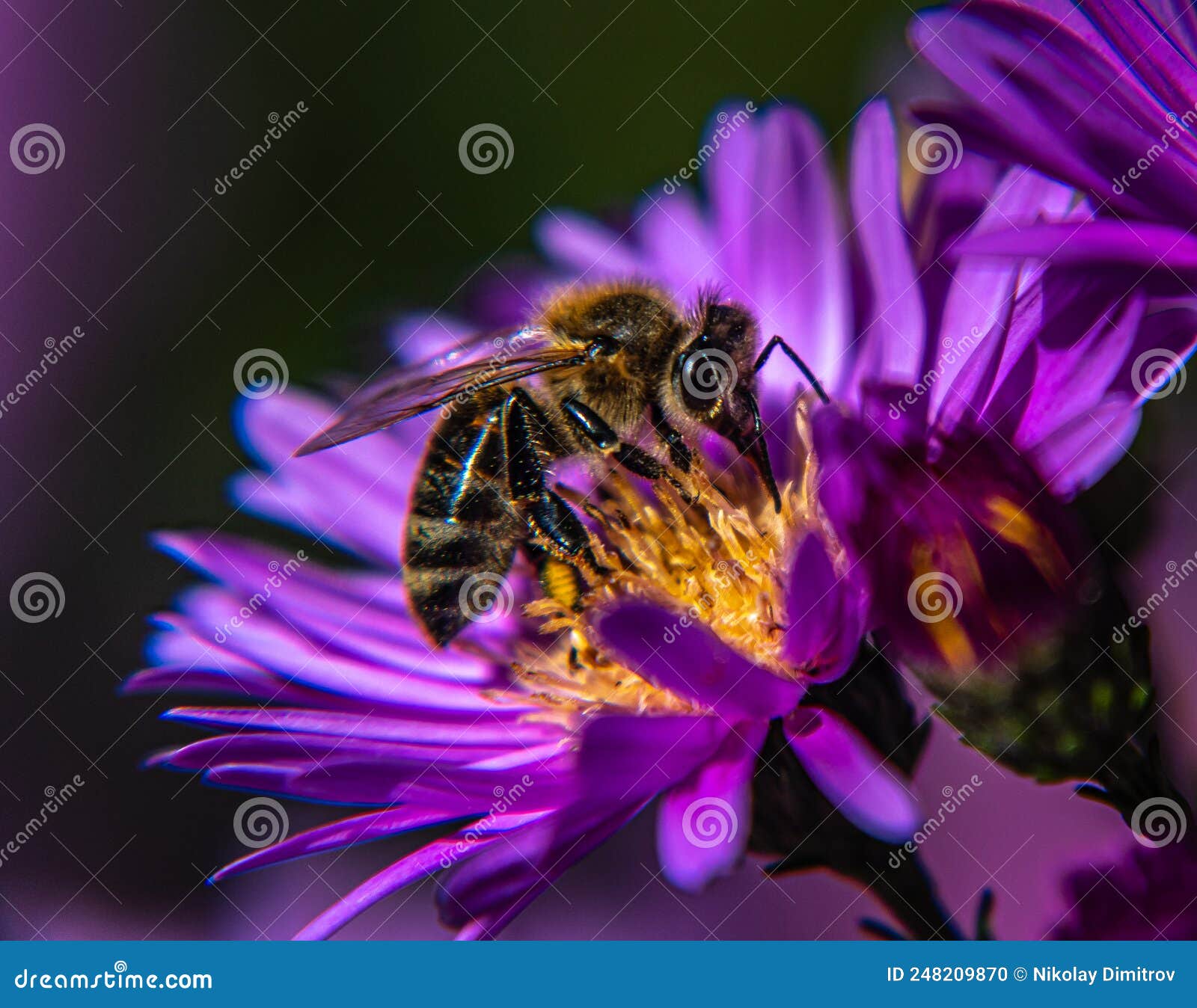 Bee on a flower stock photo. Image of lilac, close, pollen - 248209870