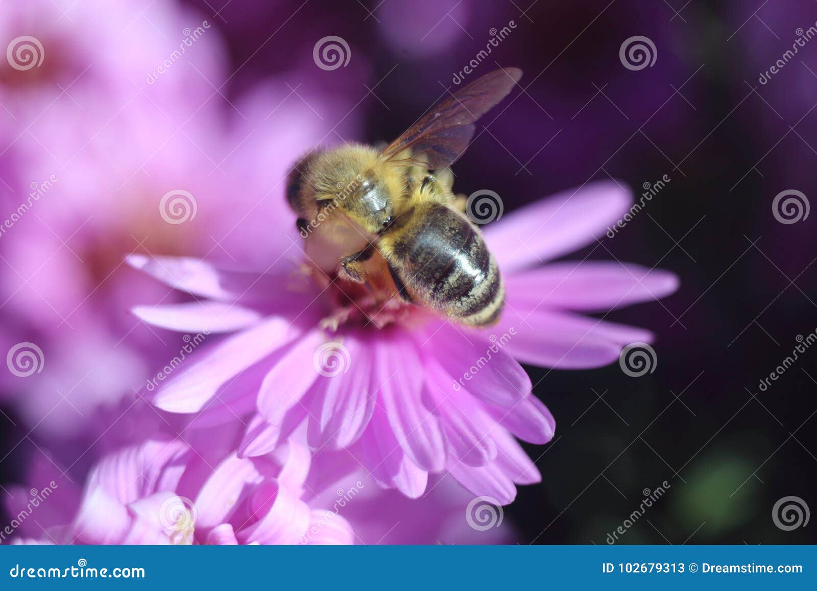 Honey bee on flower stock image. Image of close, nature - 102679313