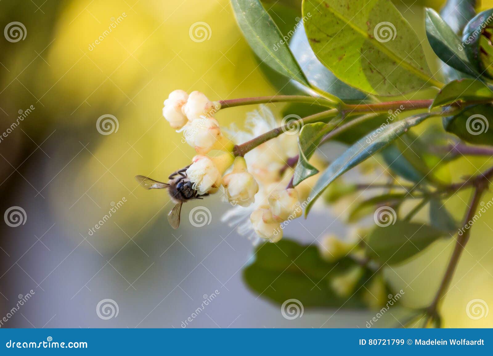 Honey Bee on Flower Front View. Stock Image - Image of insect, flower ...