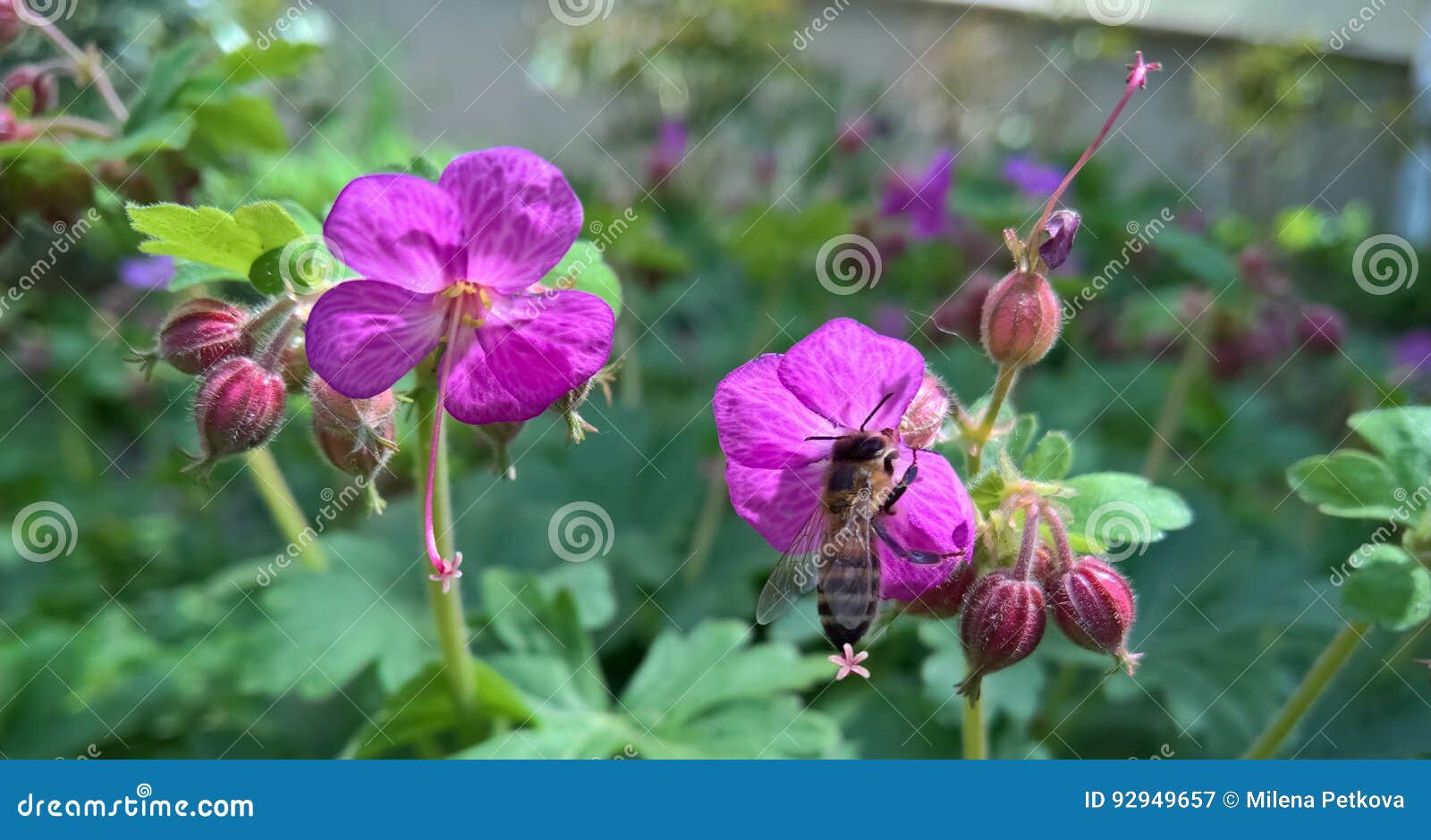 Honey Bee with Flower Geranium Stock Image - Image of spring, petal ...