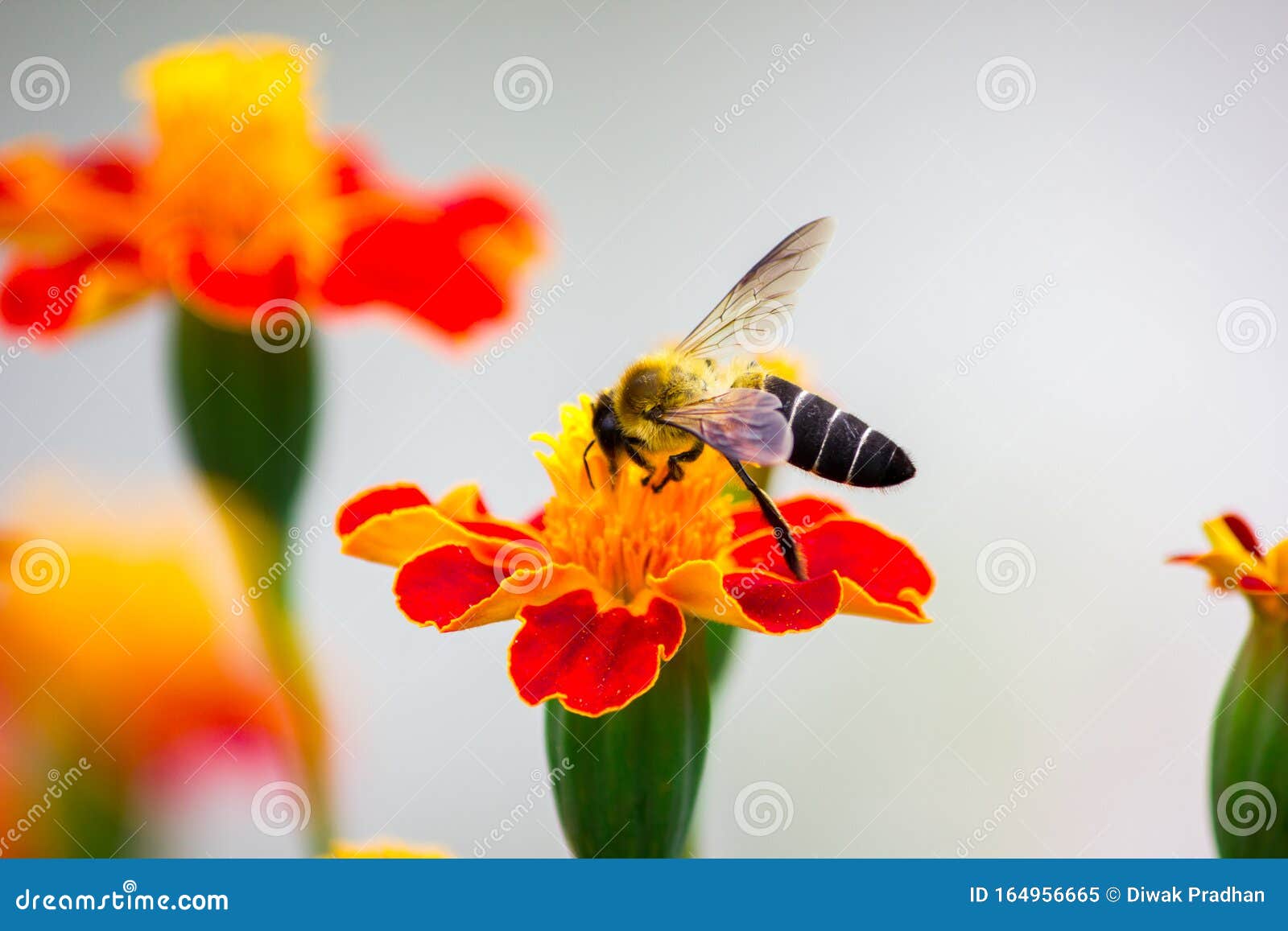 Honey Bee on Flowers stock image. Image of flowers, bloom - 164956665