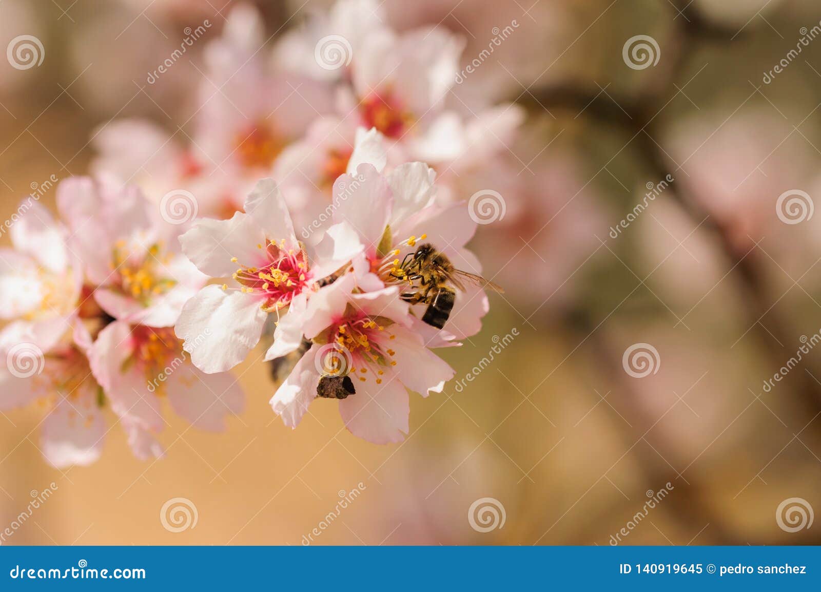 Honey Bee Fly in Almond Flower, Bee Pollinating Almond Blossoms Stock ...