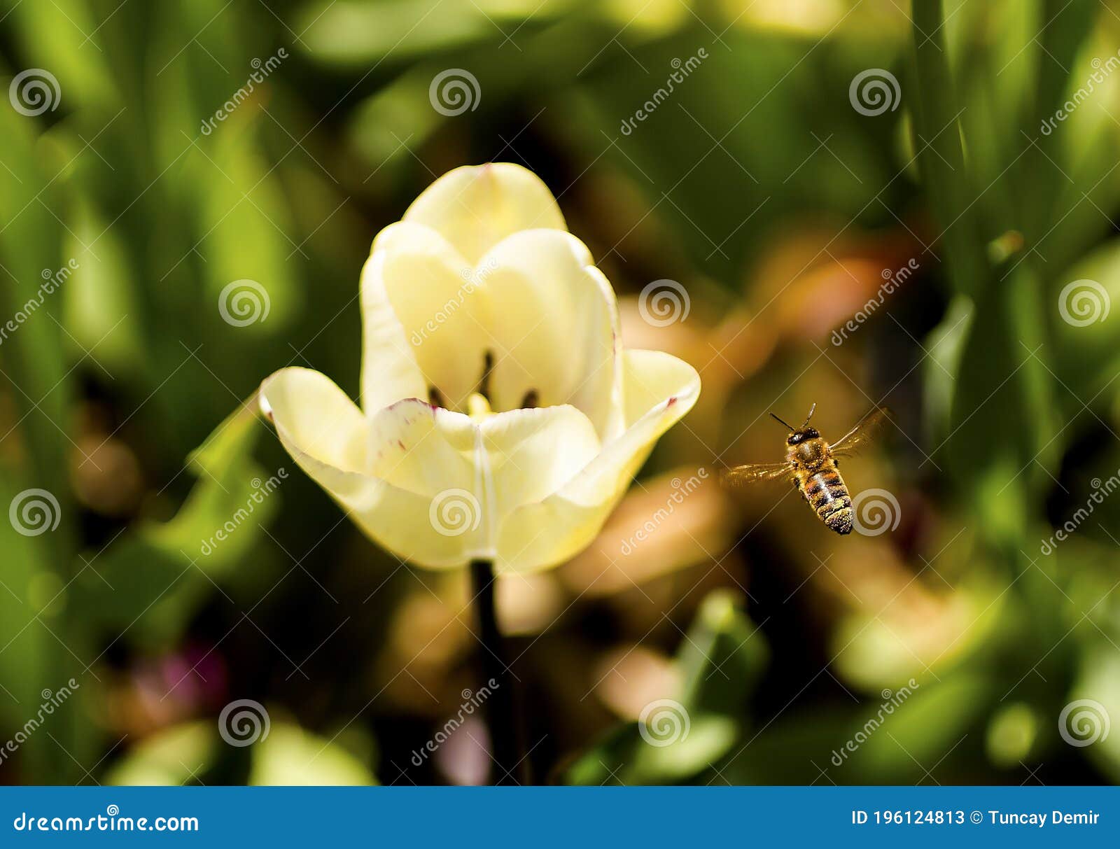 Honey Bee is Flying on Flower Stock Image - Image of plant, bloom ...