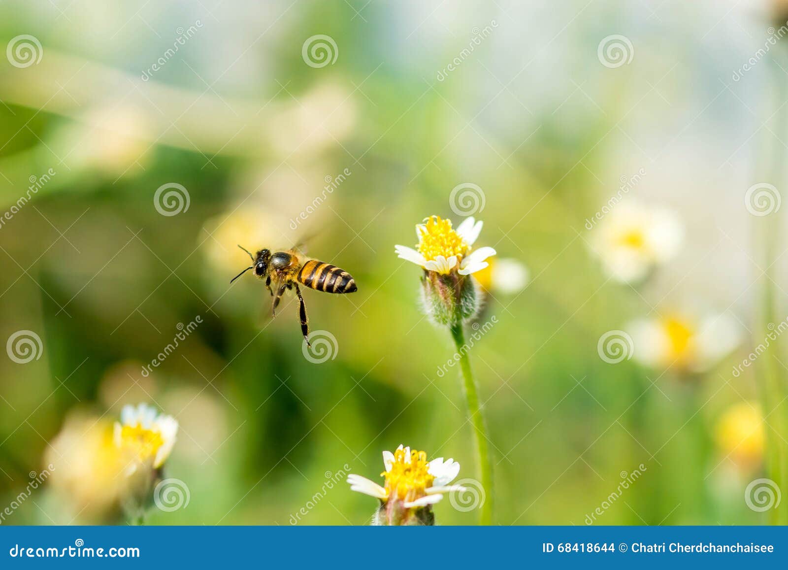 Honey Bee Flying To the Flower Stock Photo - Image of garden, honey ...