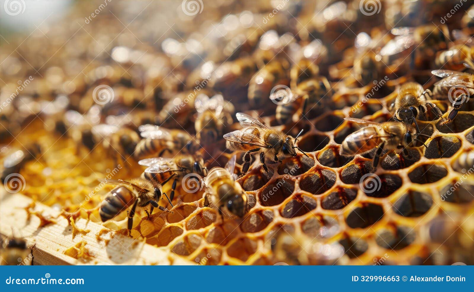 Honey Bee Frame Covered with Bees Stock Image - Image of honeycomb ...